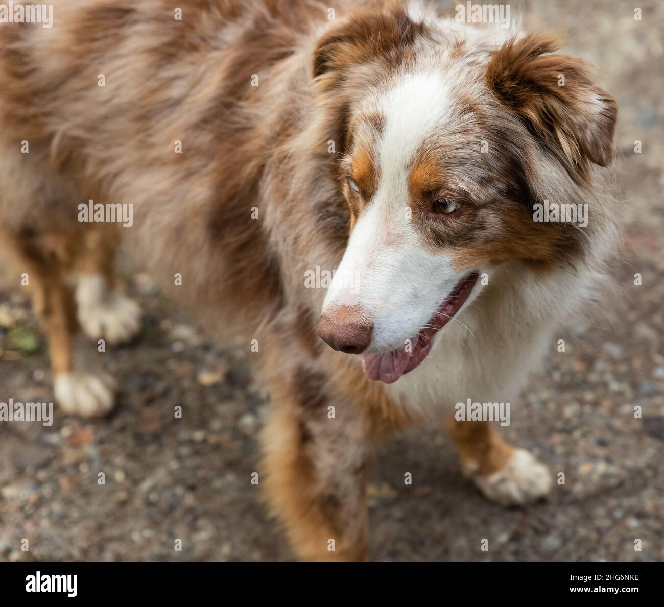 Australian shepherd profile hi-res stock photography and images - Alamy