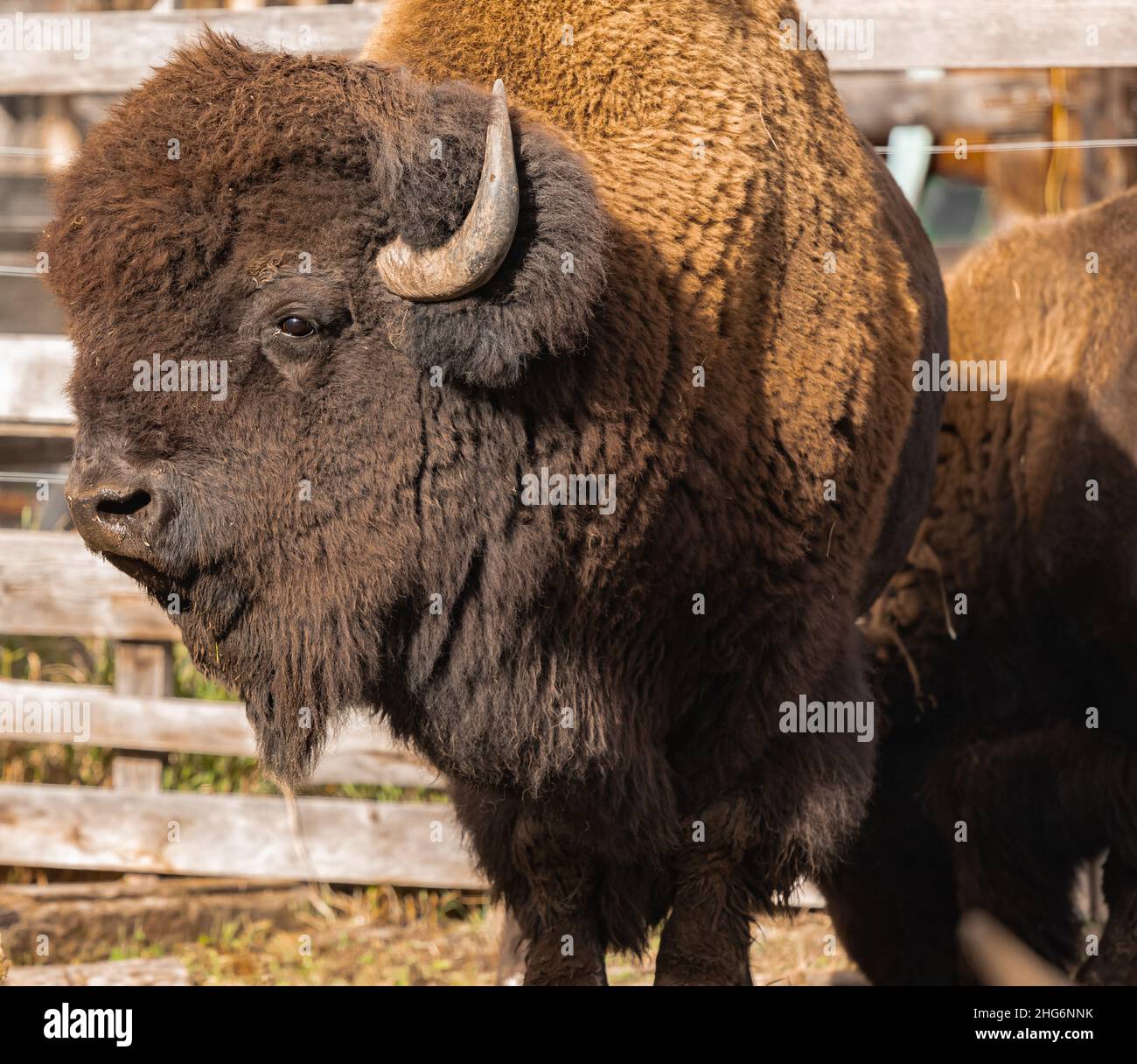 Large male of bison in the forest. Buffalo walking across the forest ...
