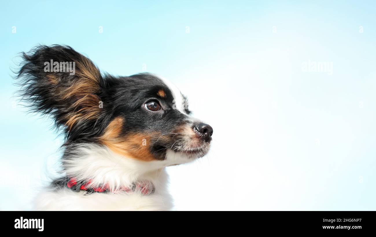 Papillon Breed Dog High Resolution Stock Photography and Images - Alamy