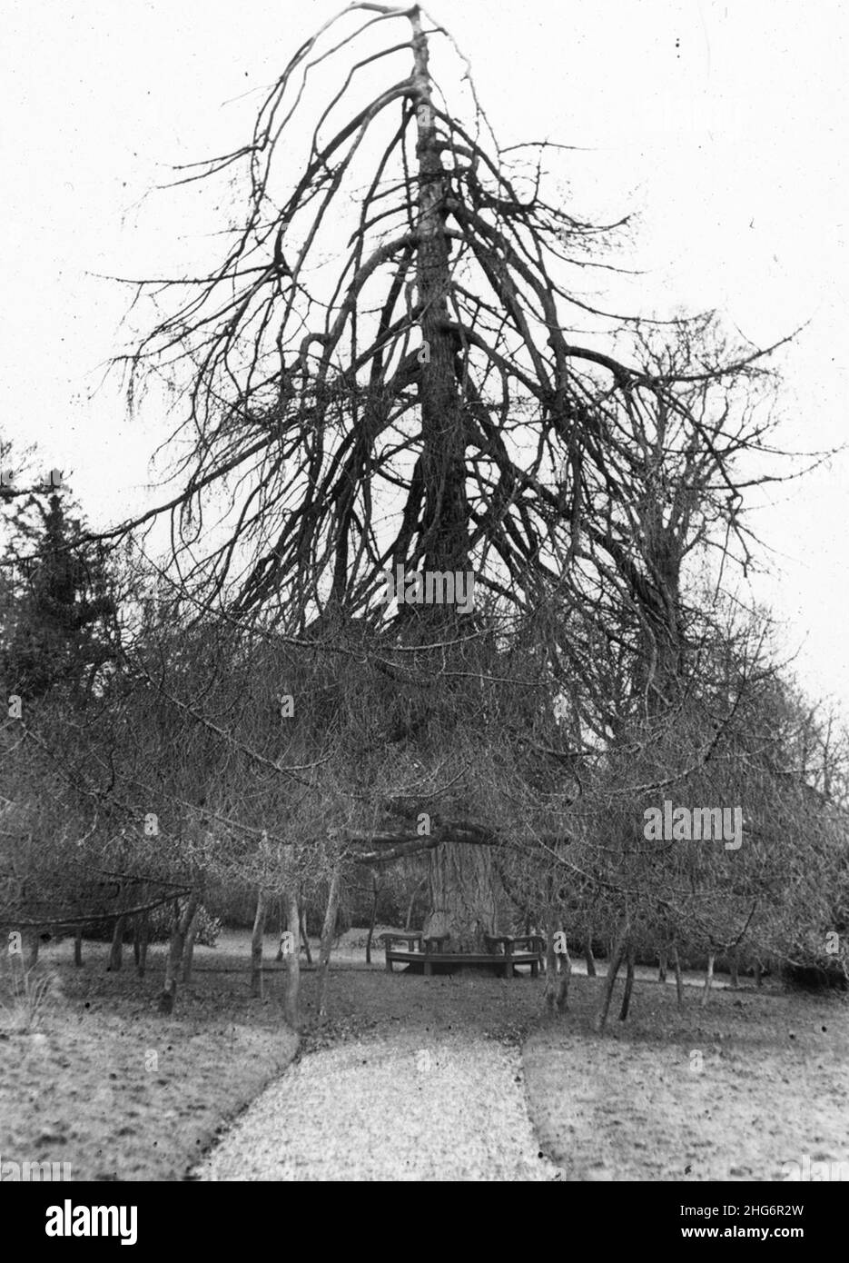 Shackleton web 17 Stock Photo - Alamy