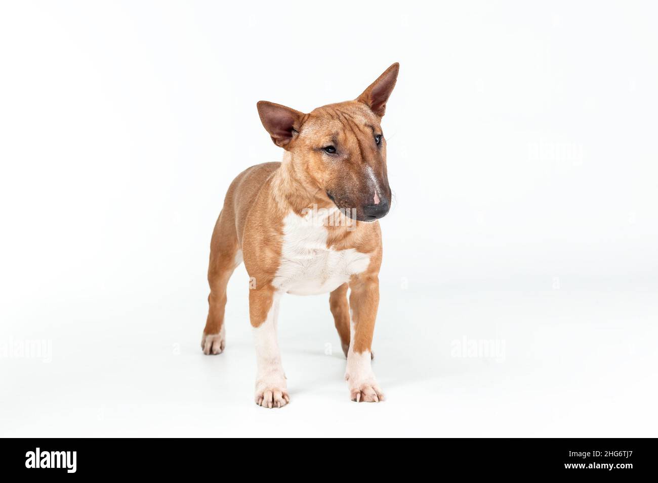 Female dog of miniature bull terrier of red color standing isolated on ...