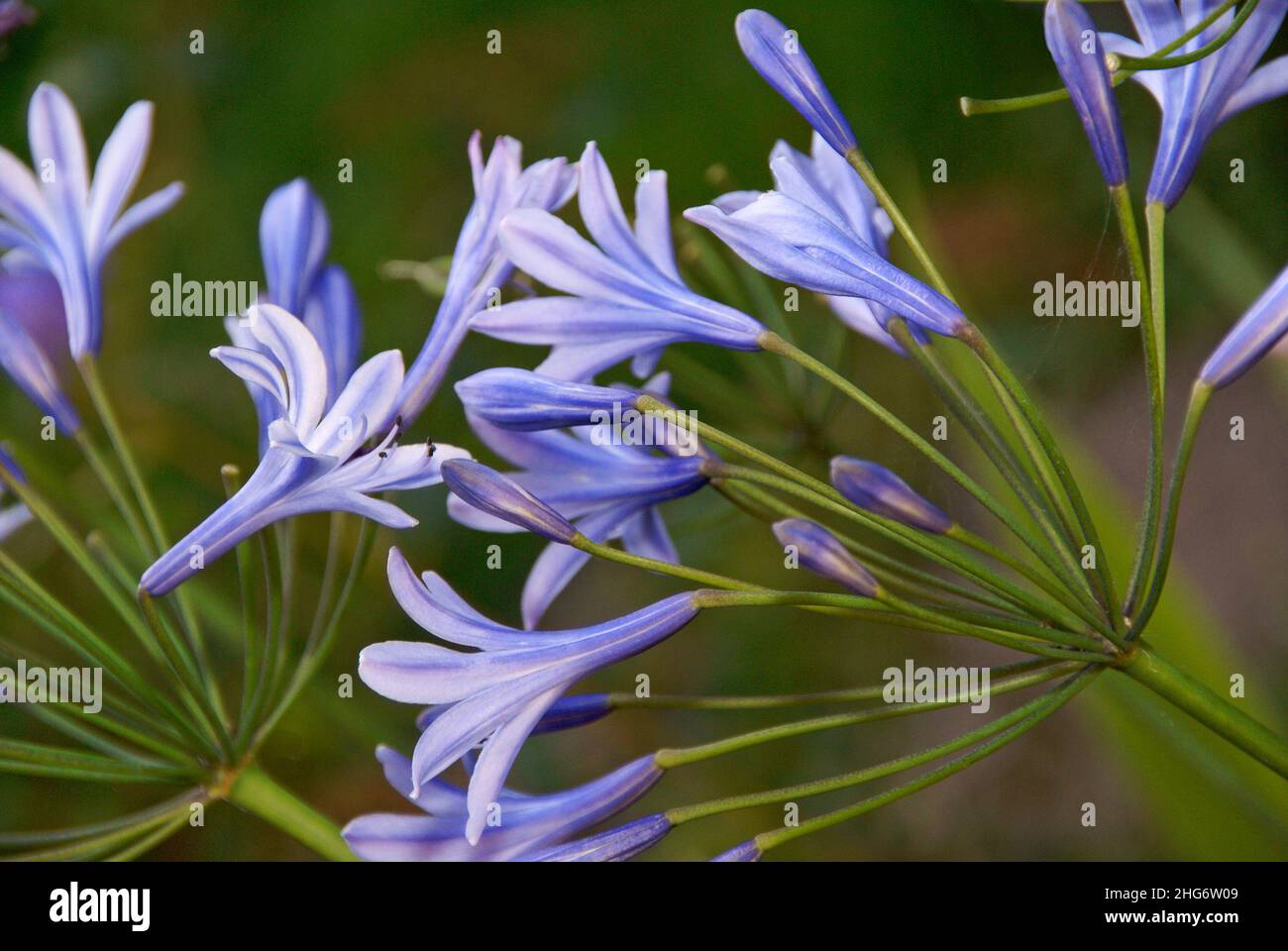 Blue African Lily, agapanthus praecox. Lily of the Nile, close-up Stock ...