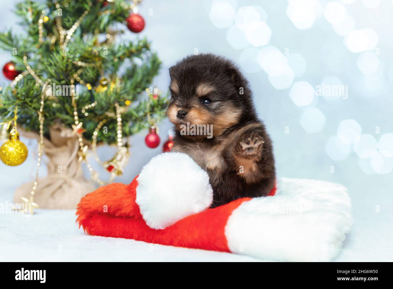 Newborn little fluffy puppy hi-res stock photography and images - Alamy