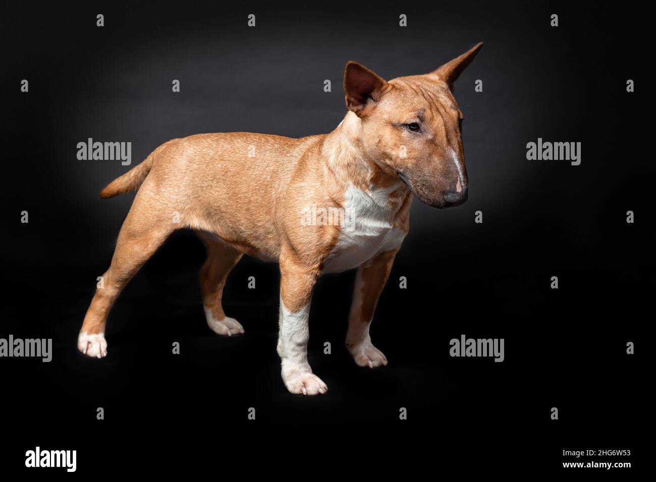 Female dog of miniature bull terrier of red color standing isolated on ...