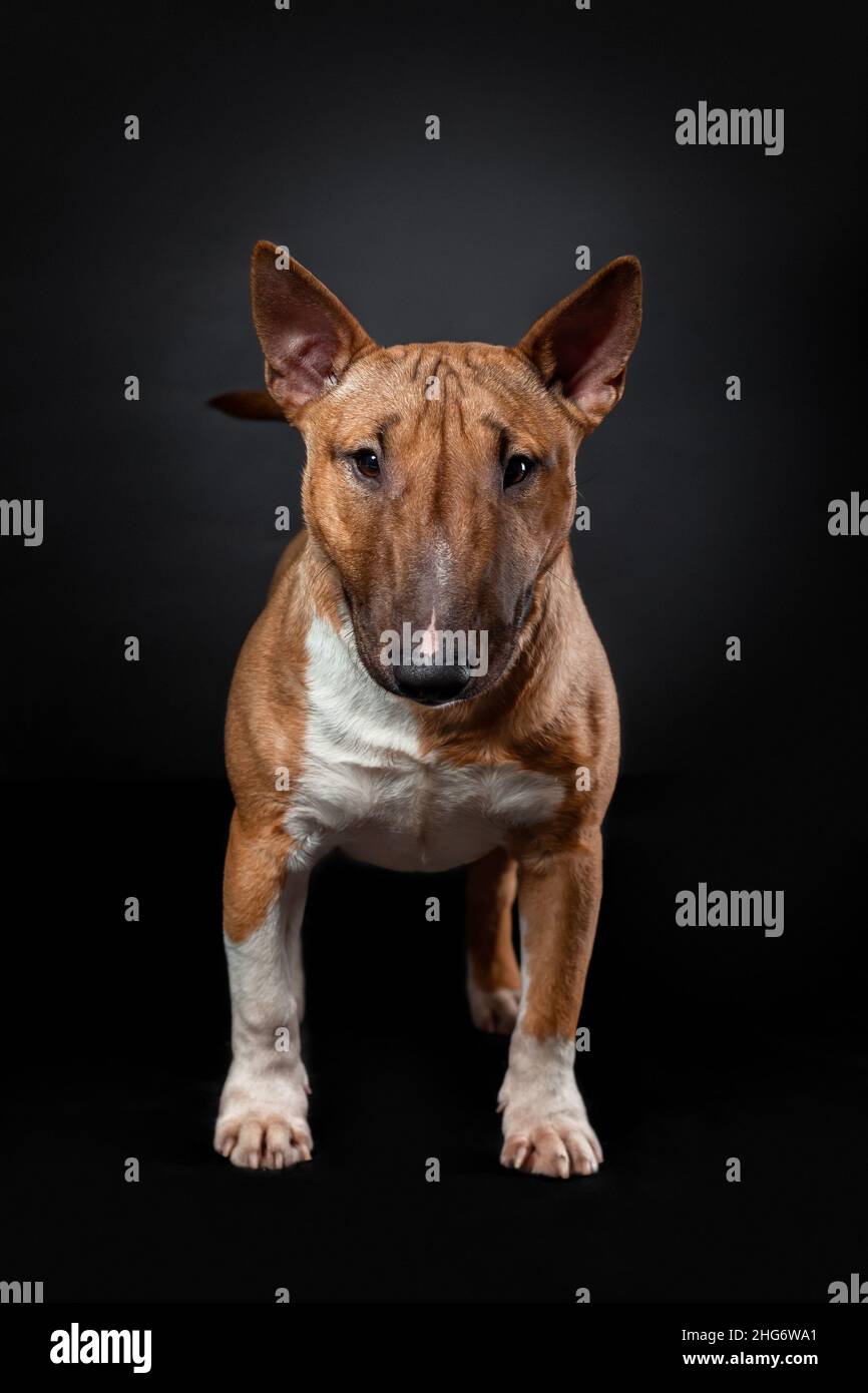 Portrait of female dog of miniature bull terrier of red color standing ...