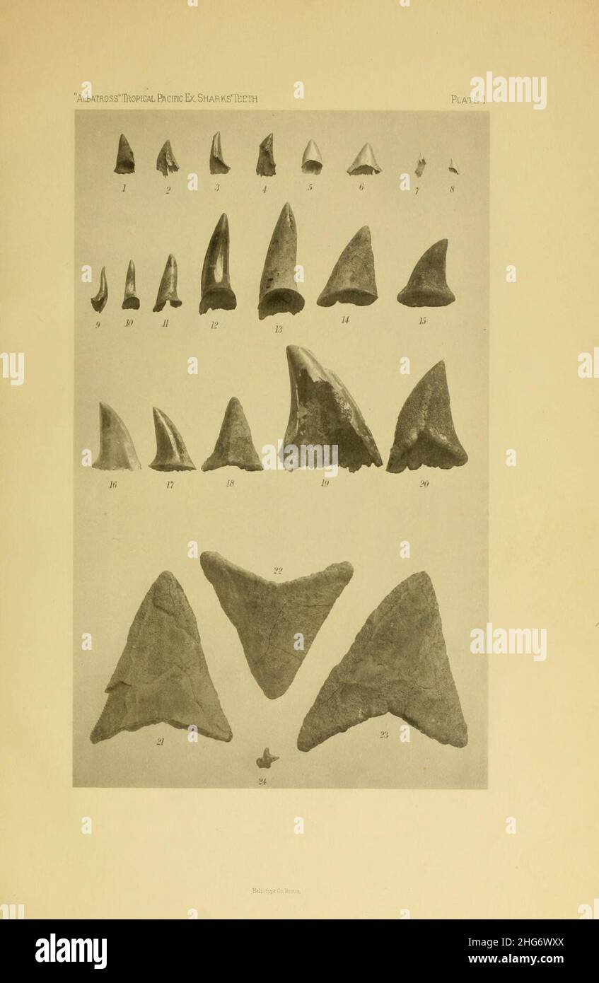 Sharks' teeth and cetacean bones from the red clay of the tropical ...