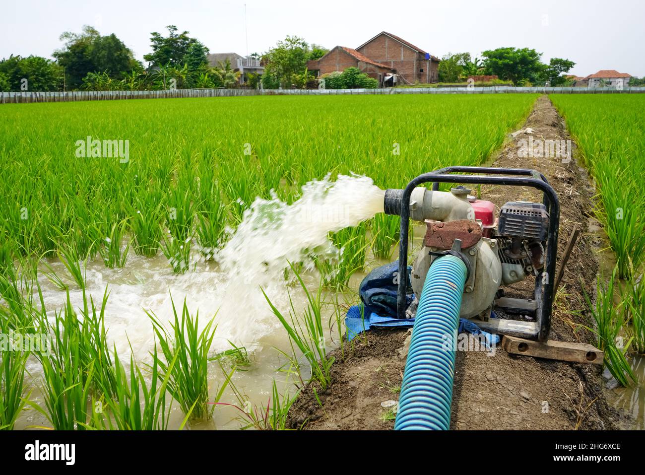Irrigation of rice fields using pump wells with the technique of ...