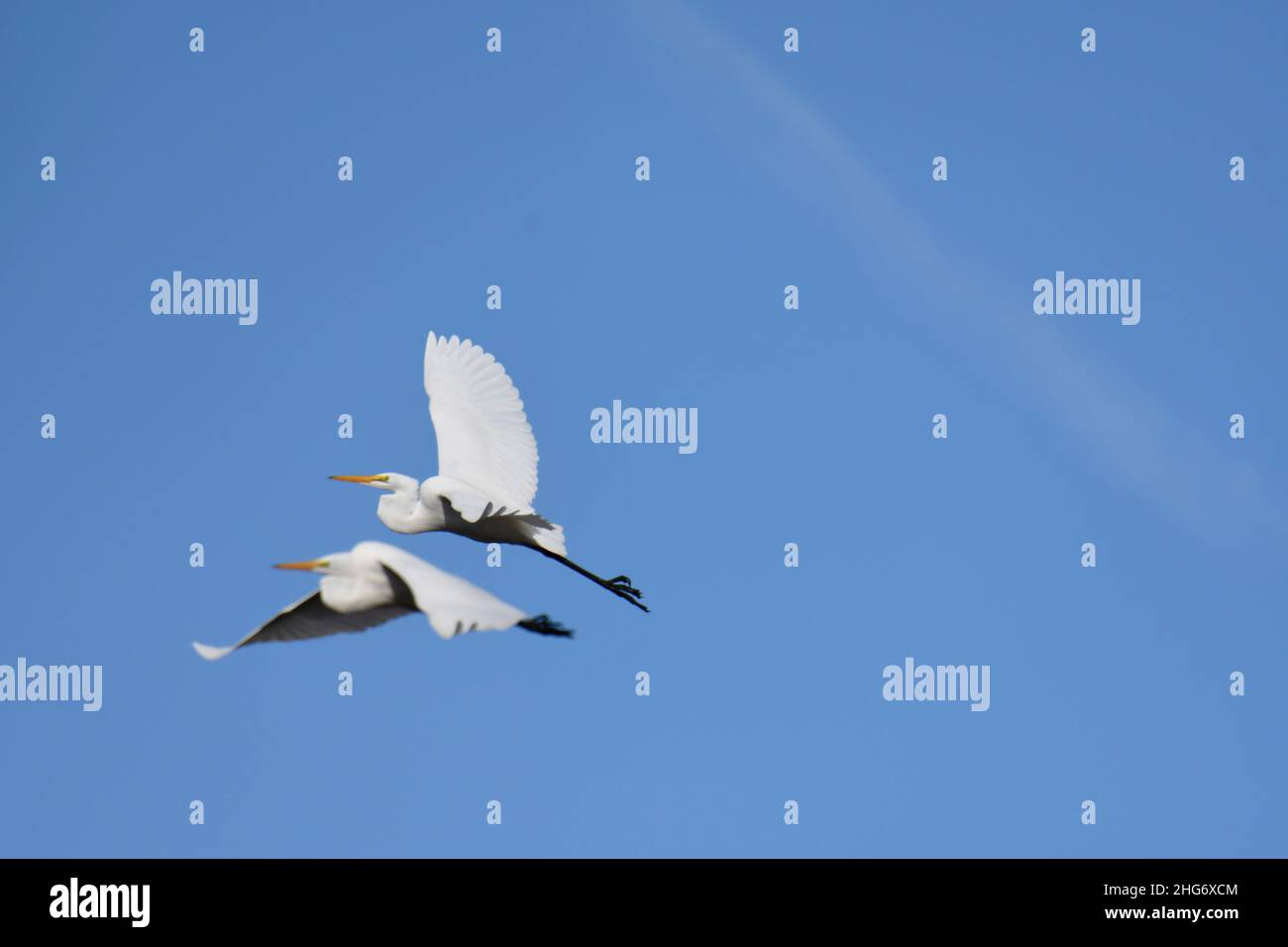 illustration of a pair of Great White Egrets in flight blue sky and ...