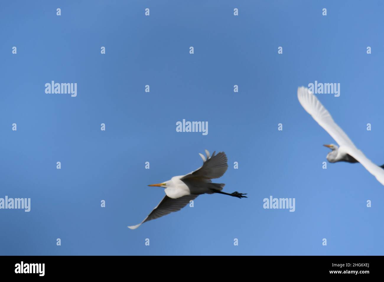 illustration of a pair of Great White Egrets in flight blue sky and ...
