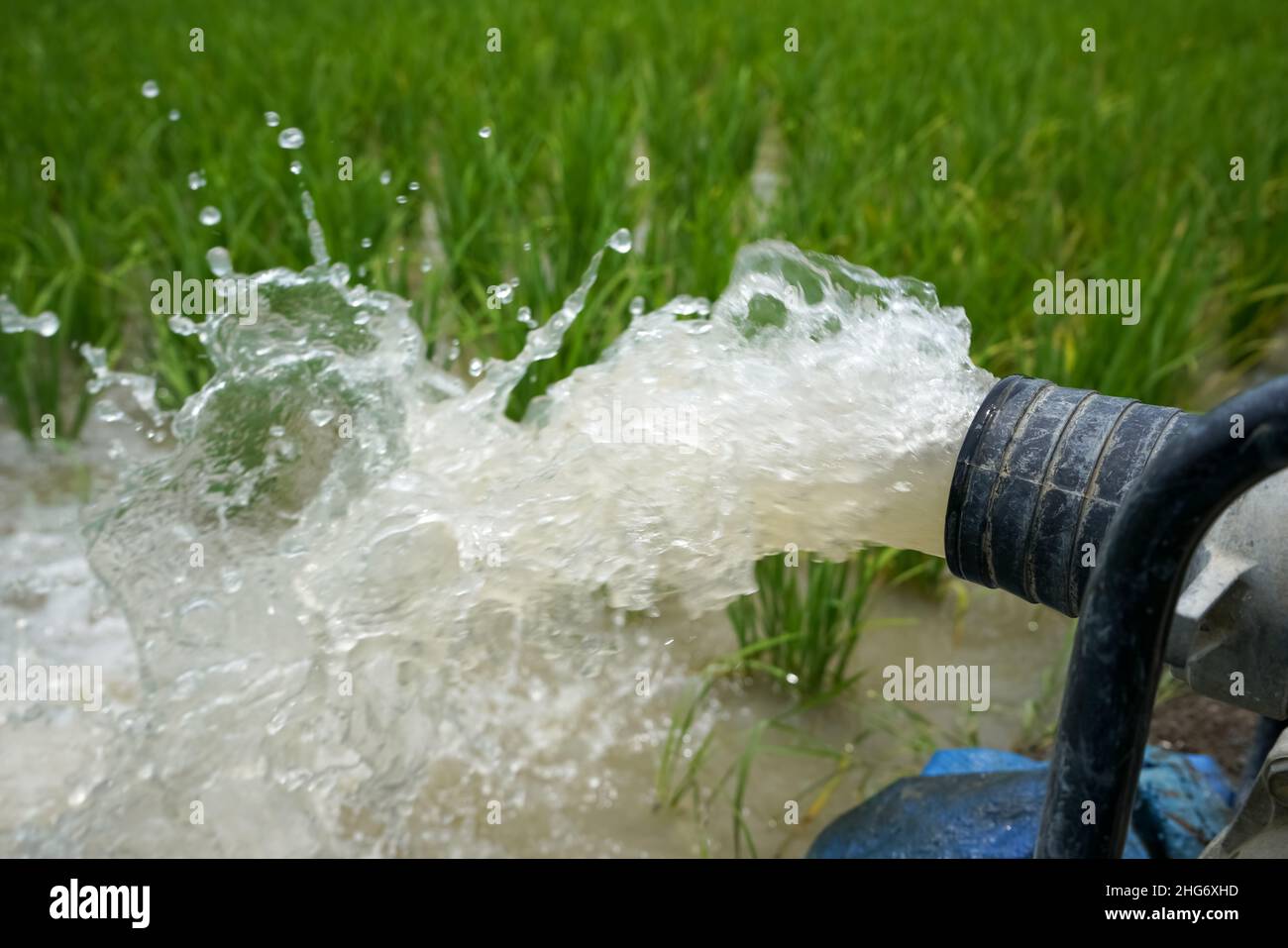 Irrigation of rice fields using pump wells with the technique of ...