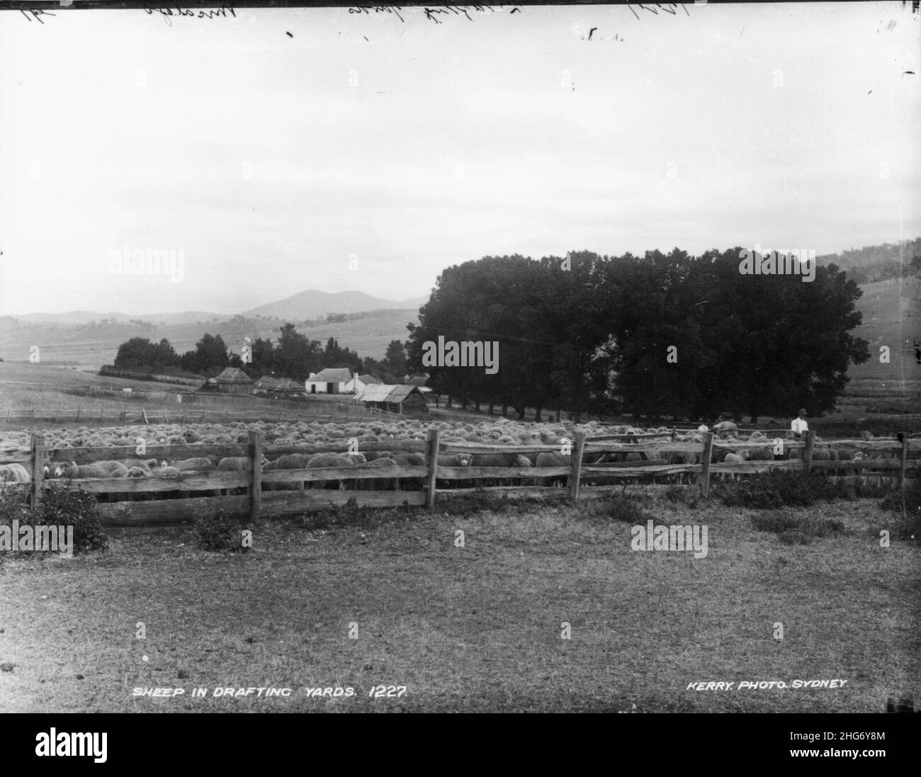 Drafting sheep hi-res stock photography and images - Alamy