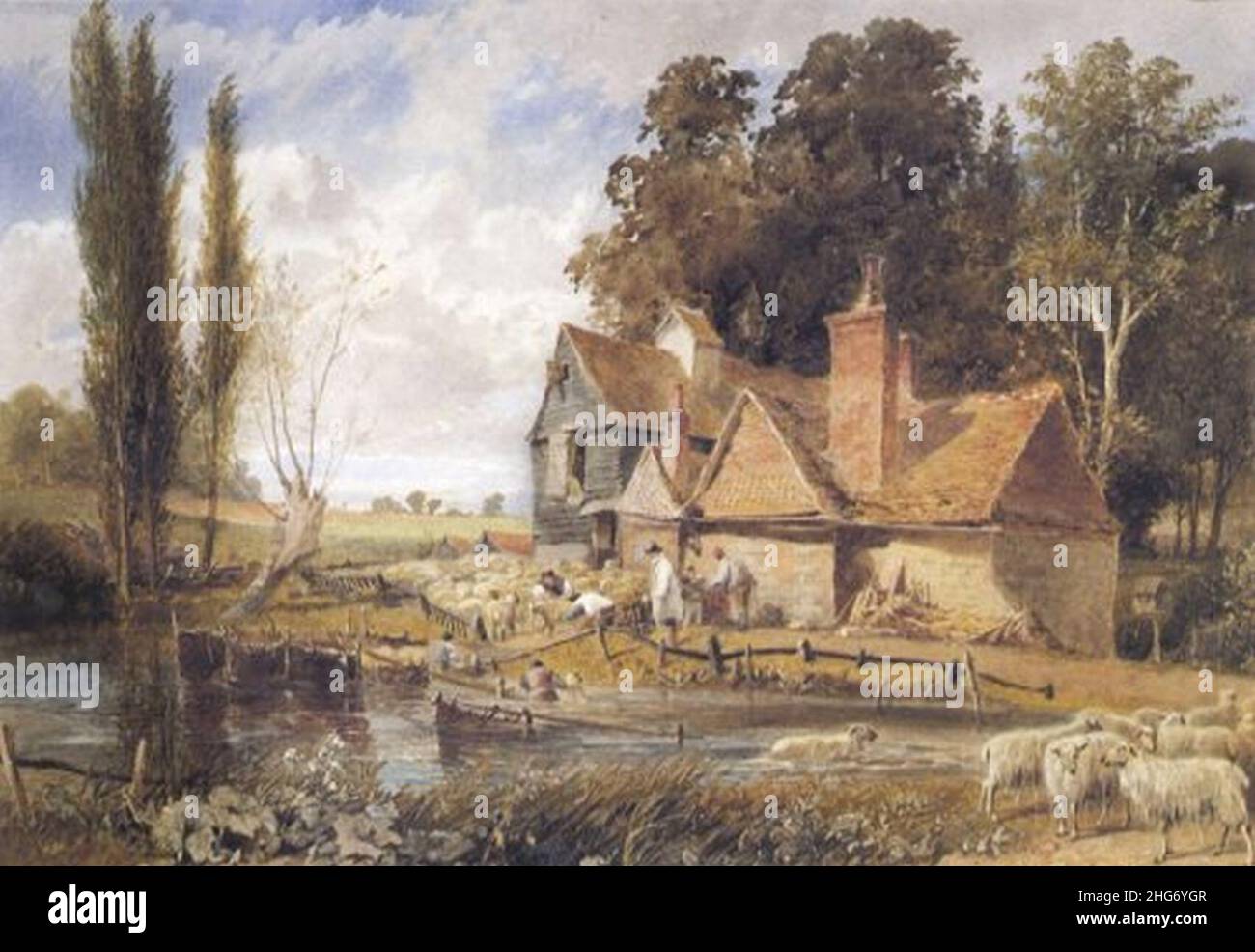 Sheep washing - Enton Mill Surrey Stock Photo - Alamy