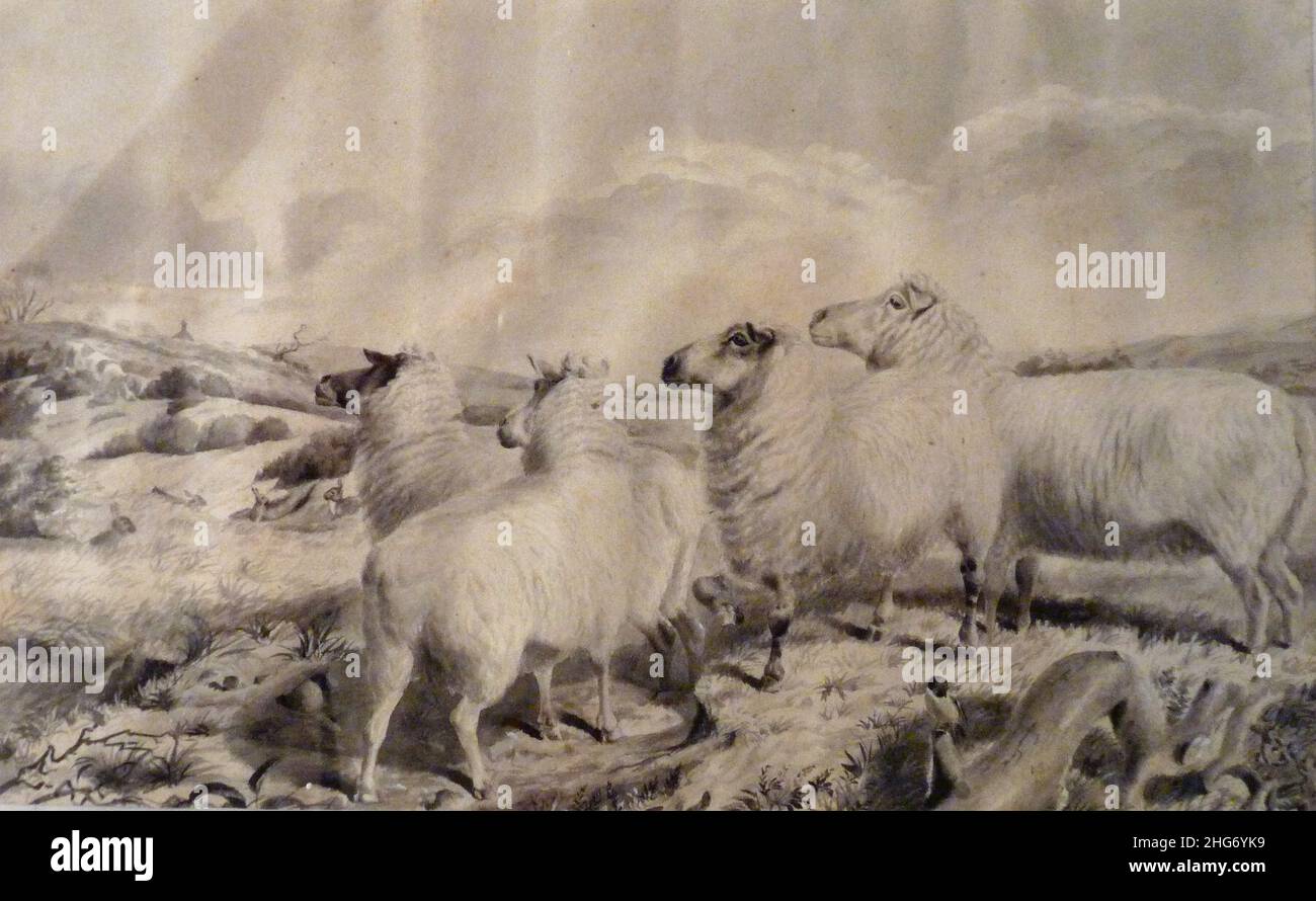 Sheep wash hi-res stock photography and images - Alamy