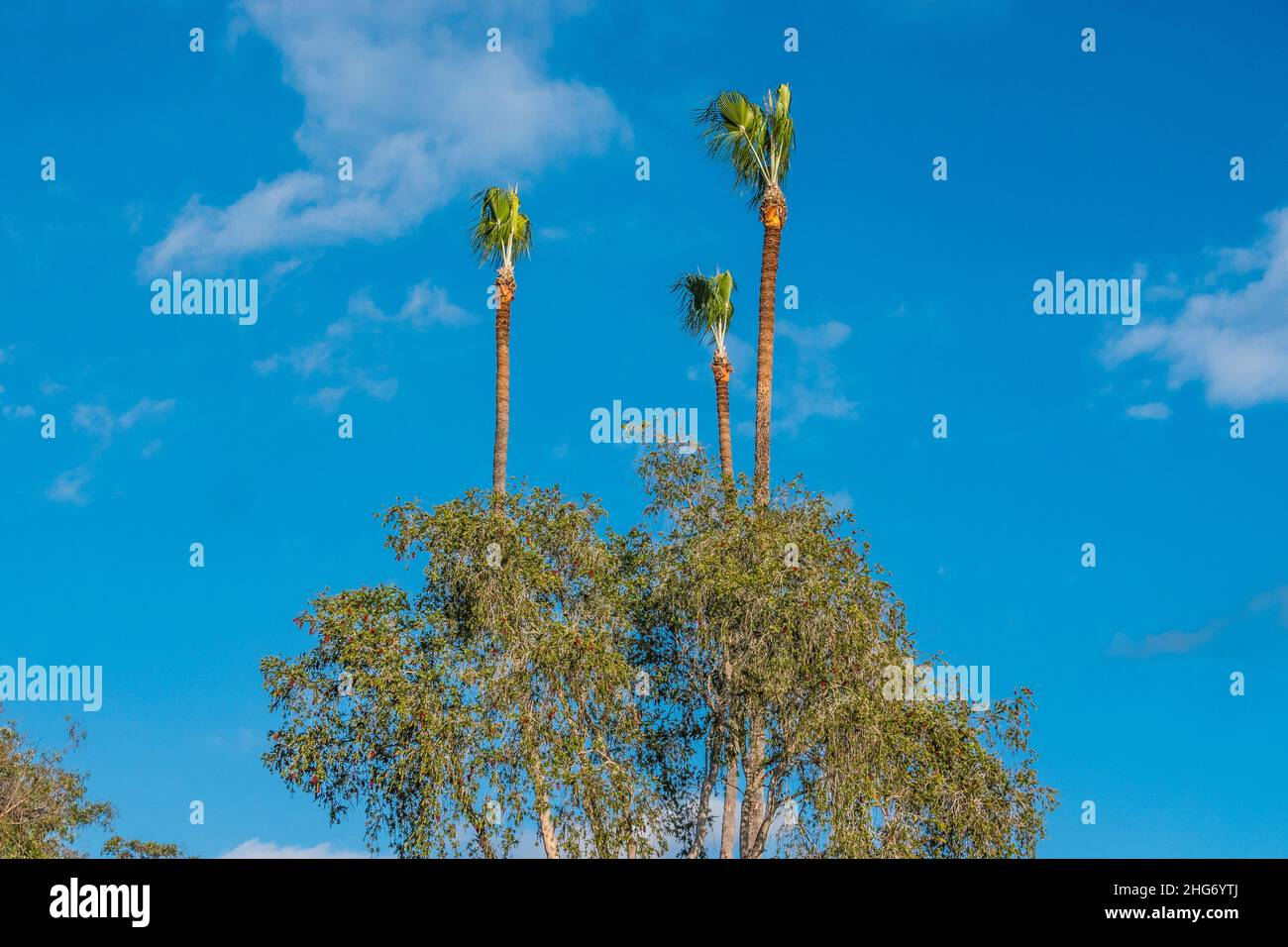 Tall thin recently trimmed palm trees Stock Photo - Alamy