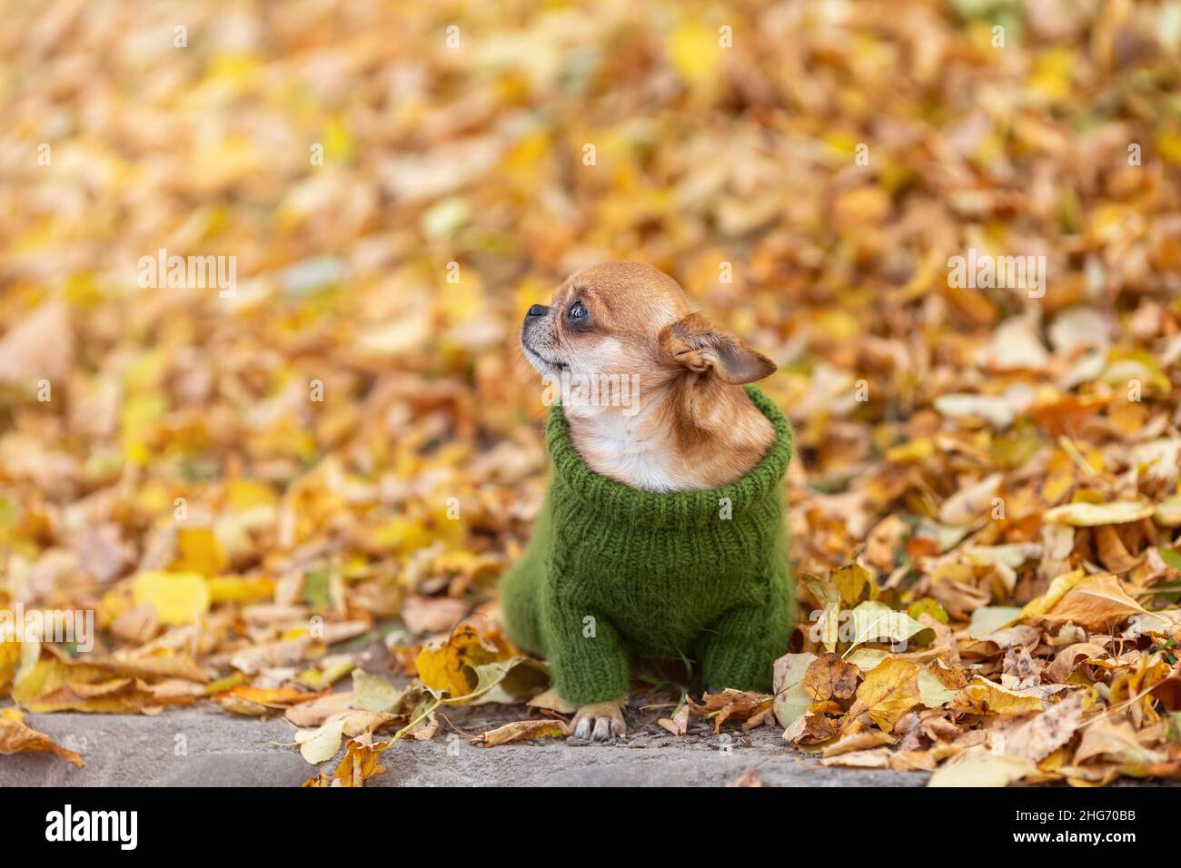 Sad chihuahua hi-res stock photography and images - Alamy