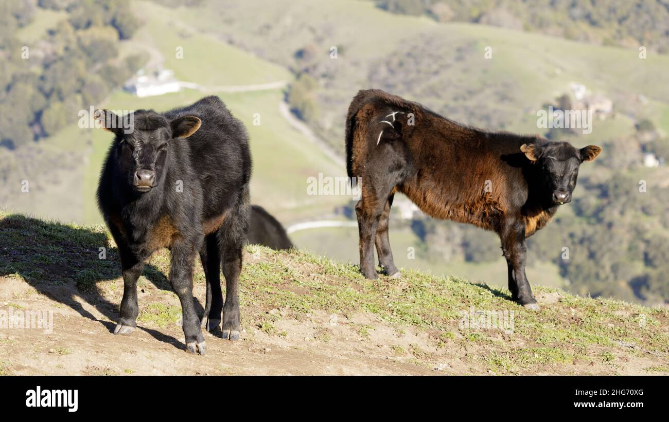Suspicious Cow and calf. Las Trampas Wilderness Regional Preserve ...