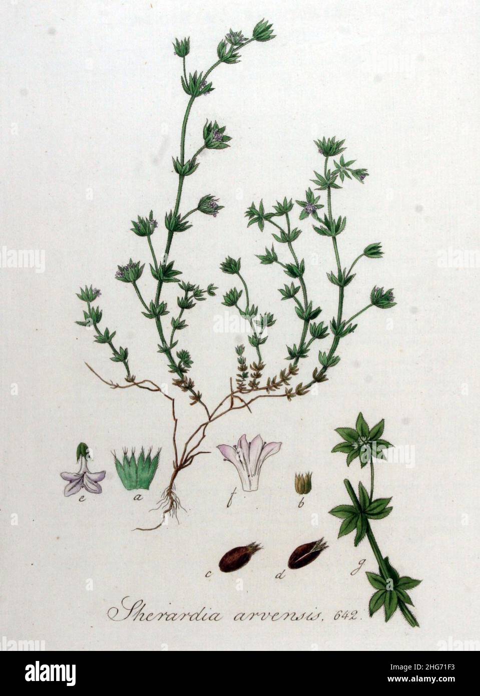 Sherardia arvensis — Flora Batava — Volume v9 Stock Photo - Alamy