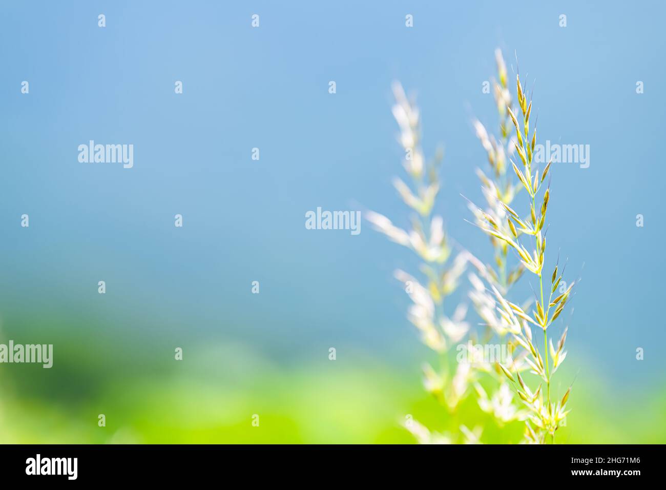 Switchgrass hi-res stock photography and images - Alamy