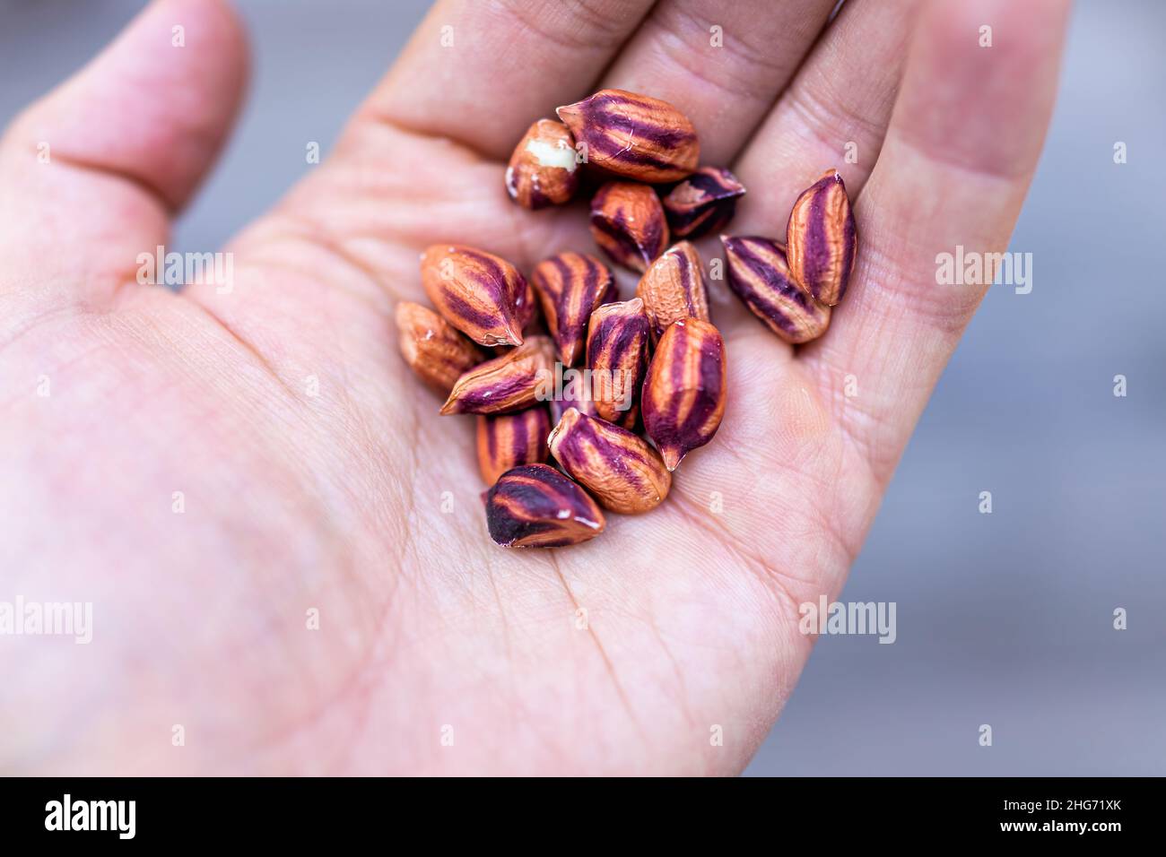 Macro closeup of hand holding wild raw jungle peanuts as snack of ...
