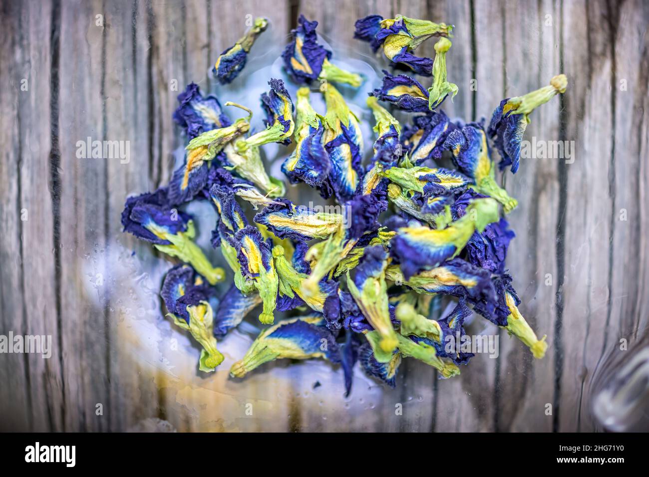 Butterfly pea blue flowers for Clitoria ternatea plant colorful color ...
