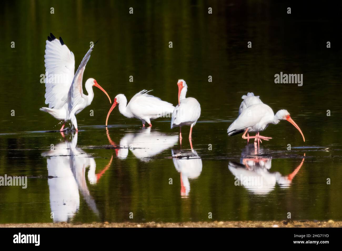 Small ibises hi-res stock photography and images - Alamy