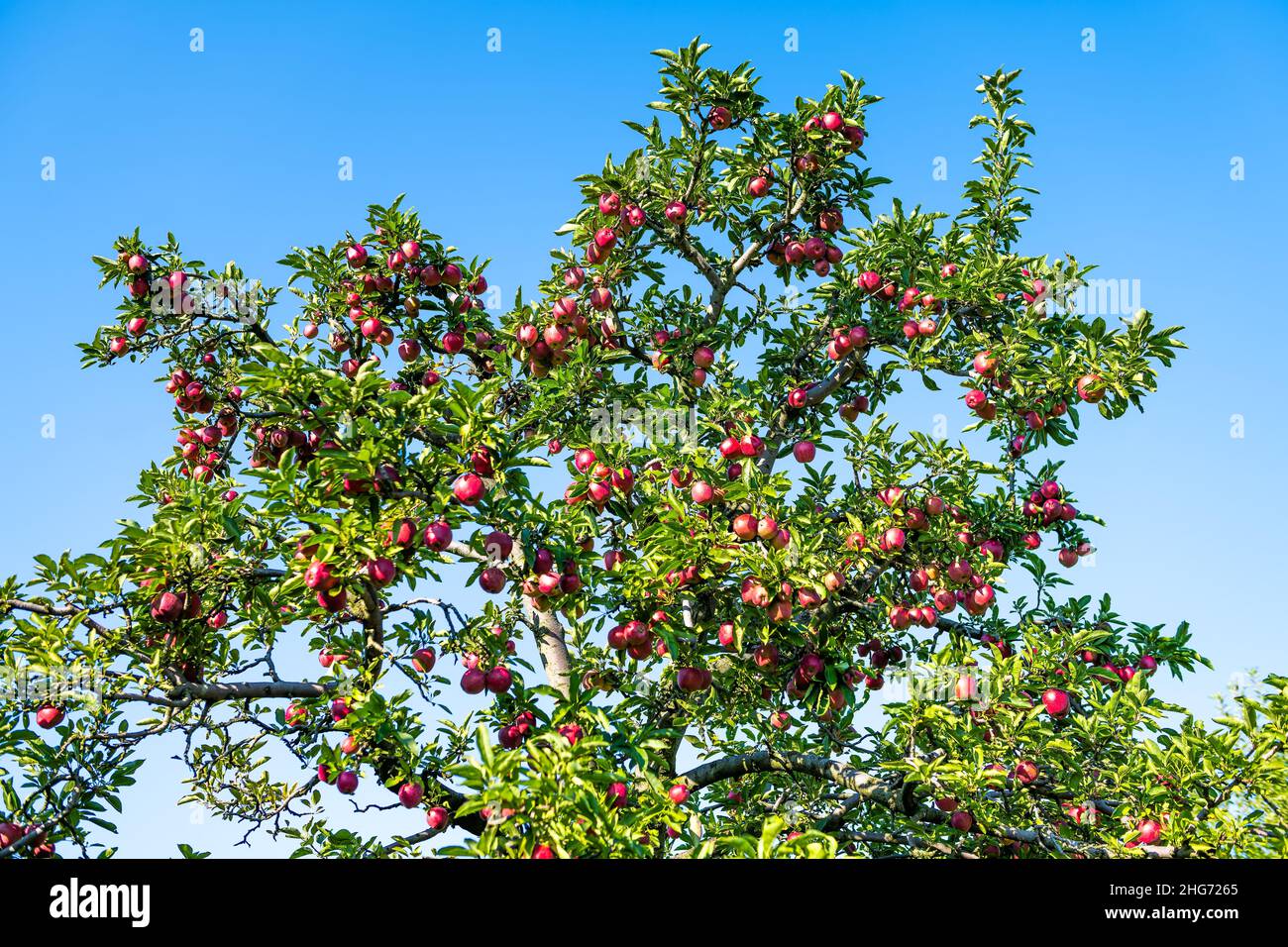 Low hanging tree branches hi-res stock photography and images - Alamy
