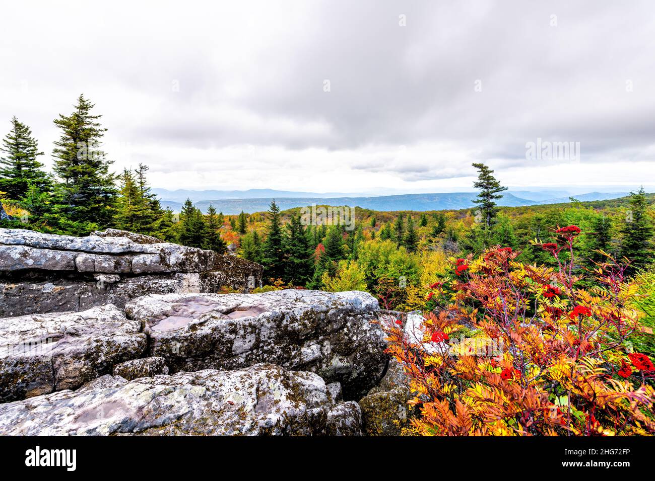 Red orange and green golden yellow orange autumn foliage in Dolly Sods ...