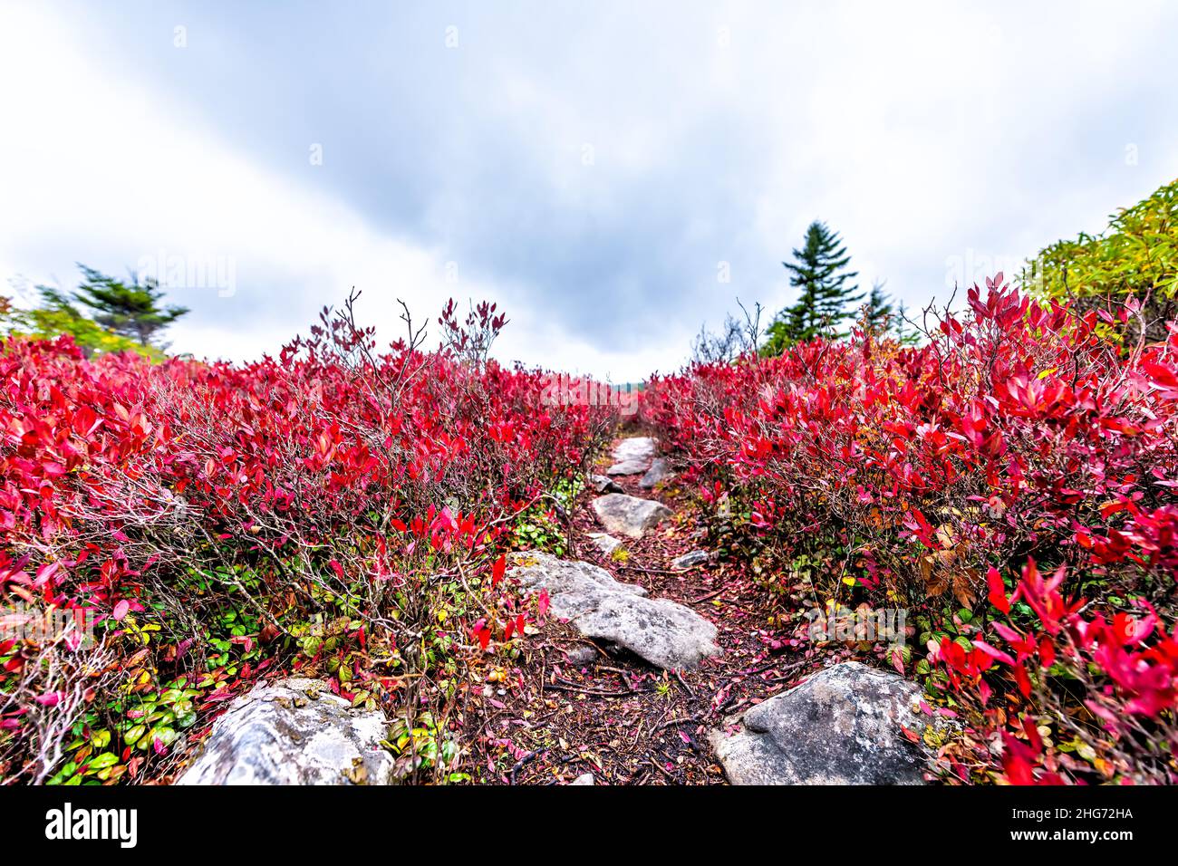 Colorful vibrant red blueberry huckleberry bushes in autumn fall ...