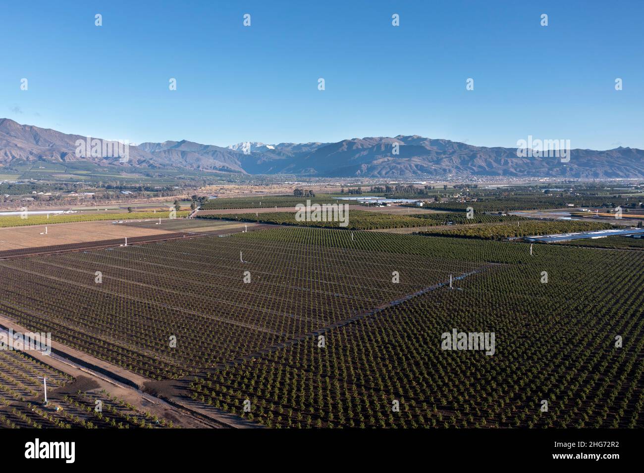 Aerial view of an orchard in The Santa Clara River Valley of Ventura ...