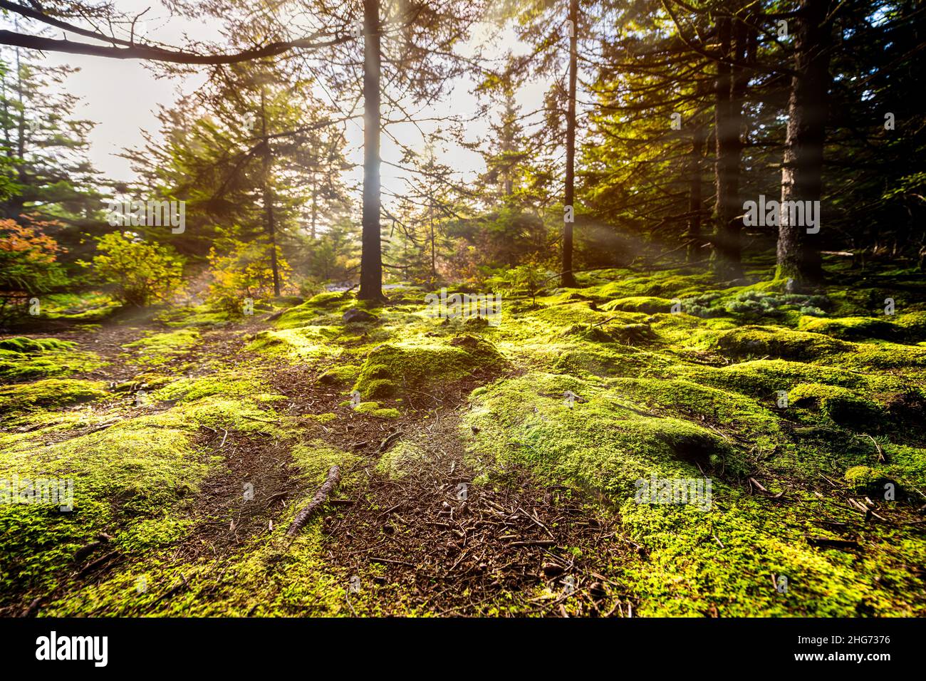 Ground level view forest hi-res stock photography and images - Alamy