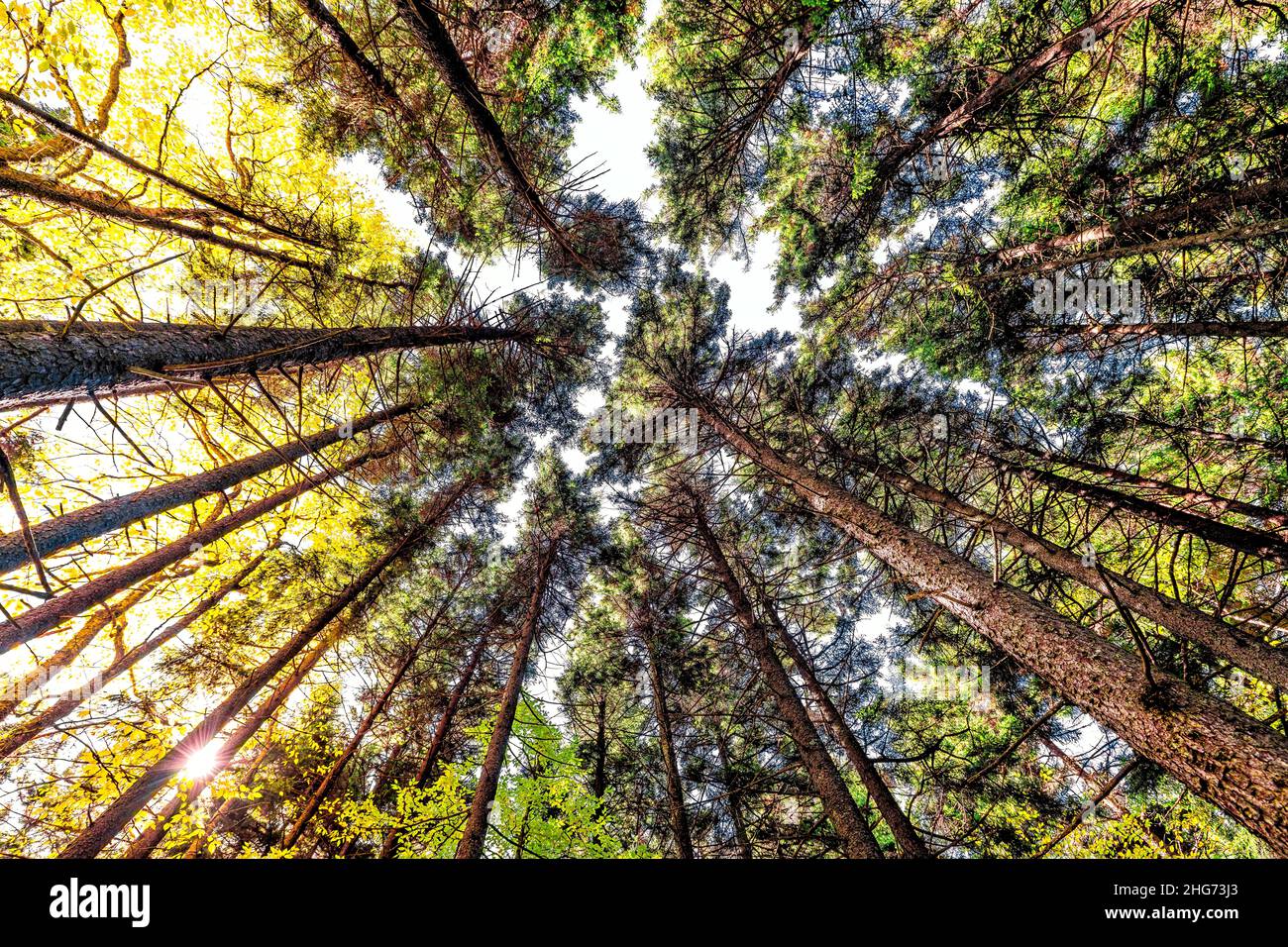 Red spruce trees hi-res stock photography and images - Alamy