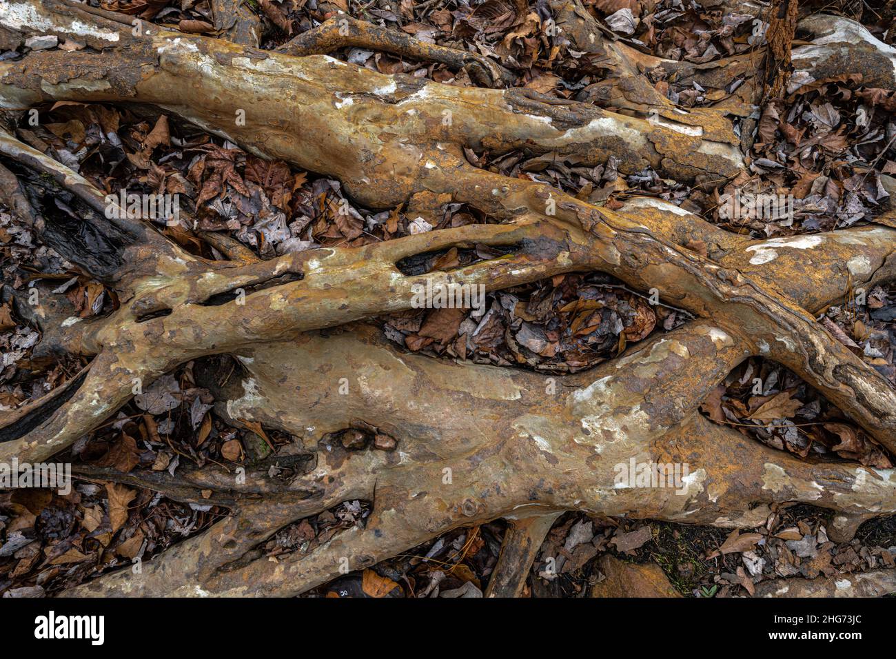 Root Growth Pattern above Soil Stock Photo - Alamy