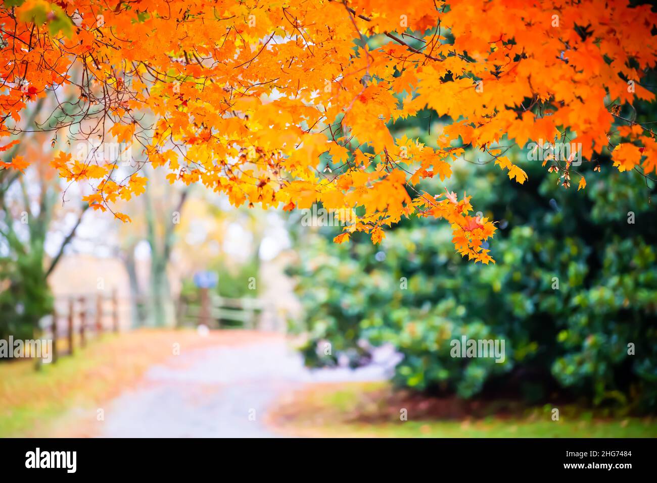 Colorful orange yellow red maple tree branch foreground autumn fall ...