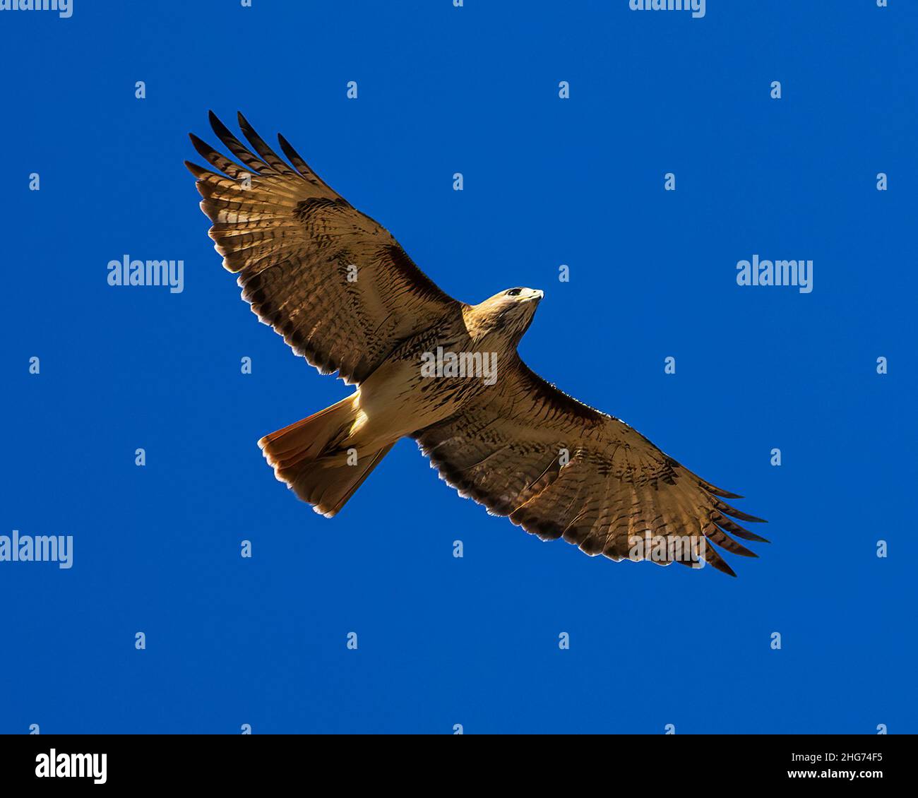 Luminous Red-tailed Hawk soars directly overhead Stock Photo - Alamy