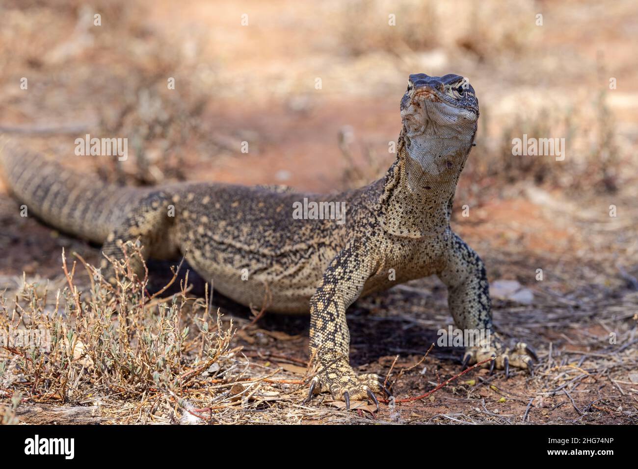 Goulds sand goanna hi-res stock photography and images - Alamy