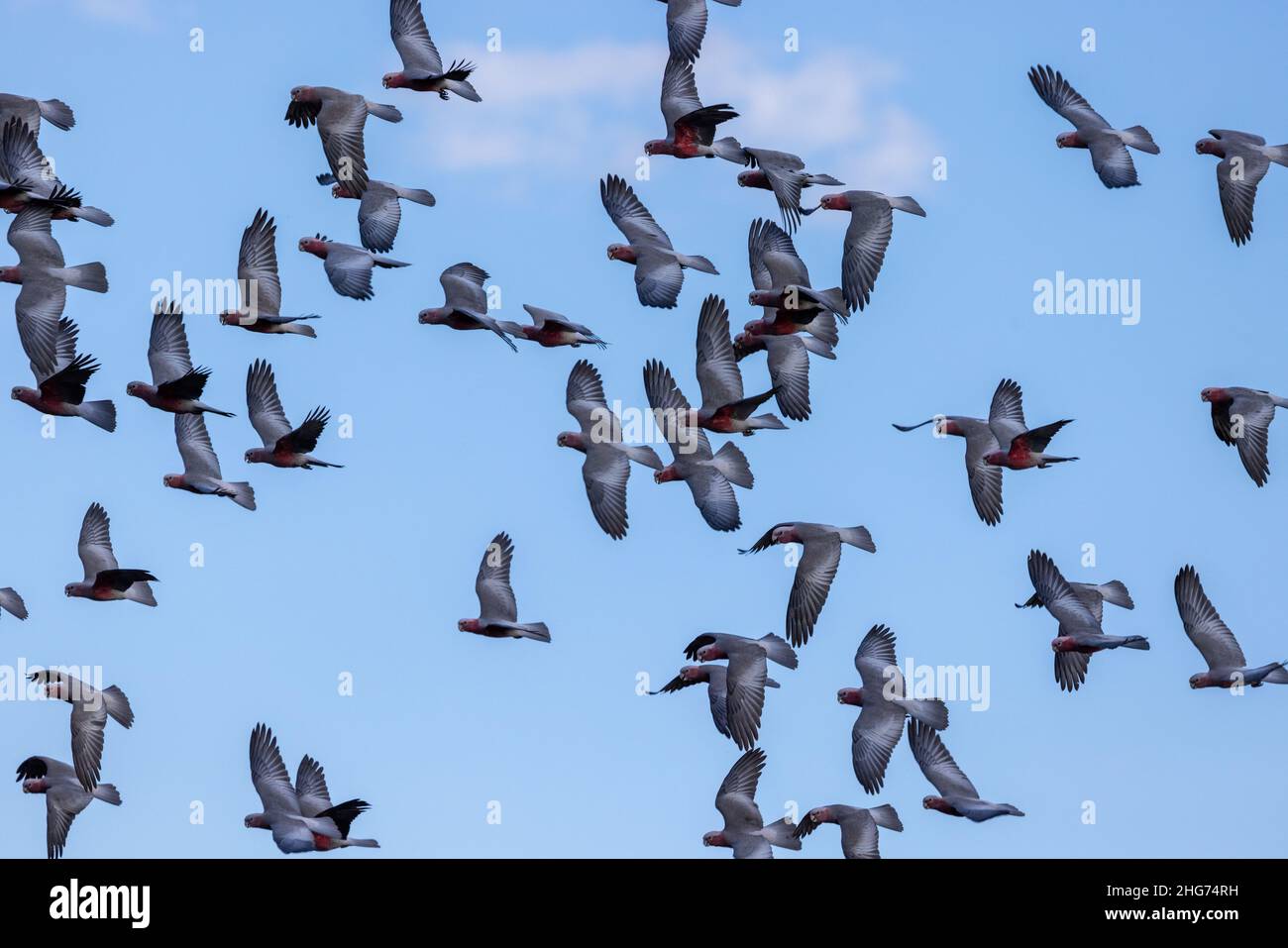 Flock of Australian Pink and Grey Galah's in flight Stock Photo - Alamy