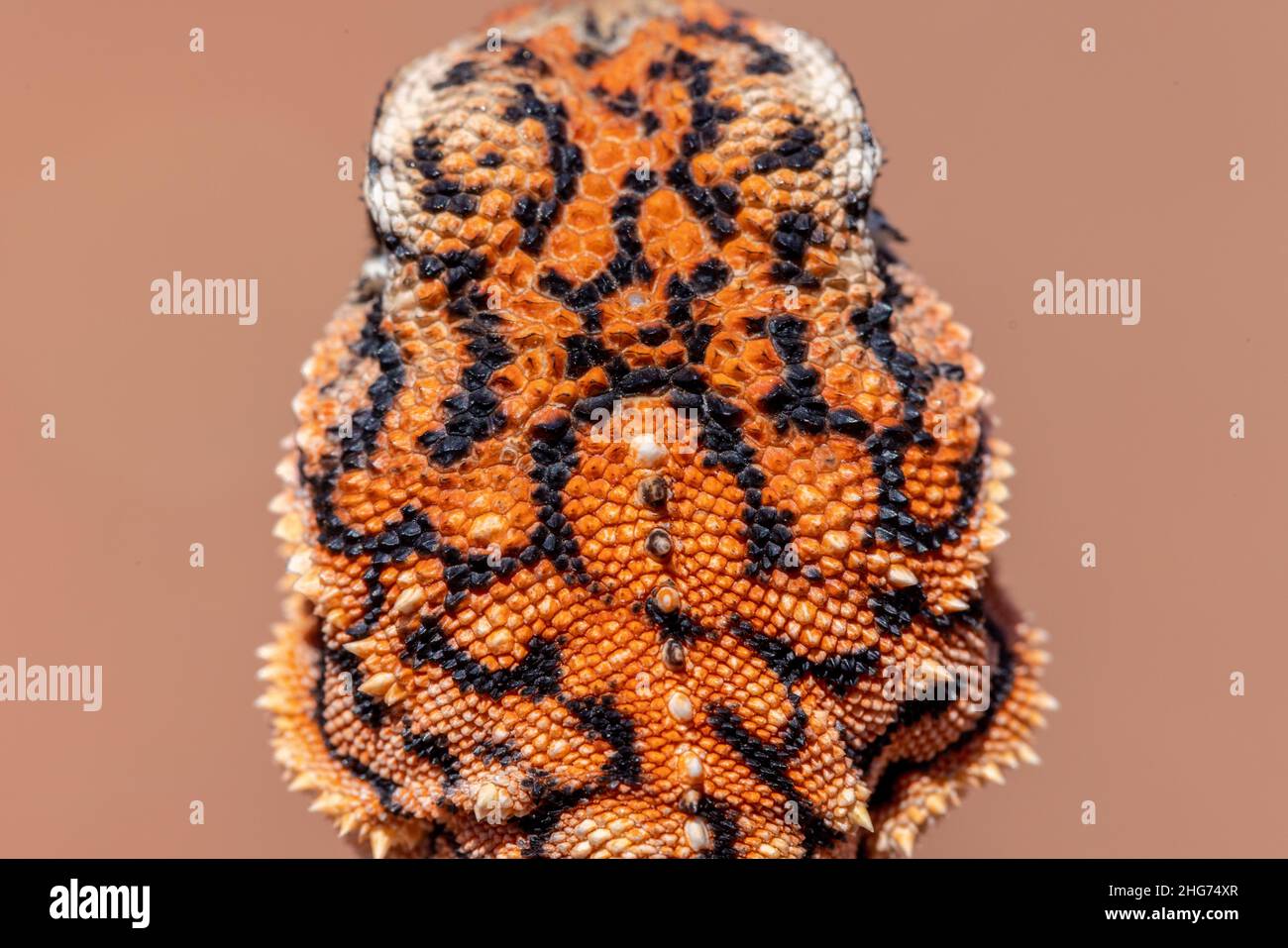 Netted dragon hi-res stock photography and images - Alamy