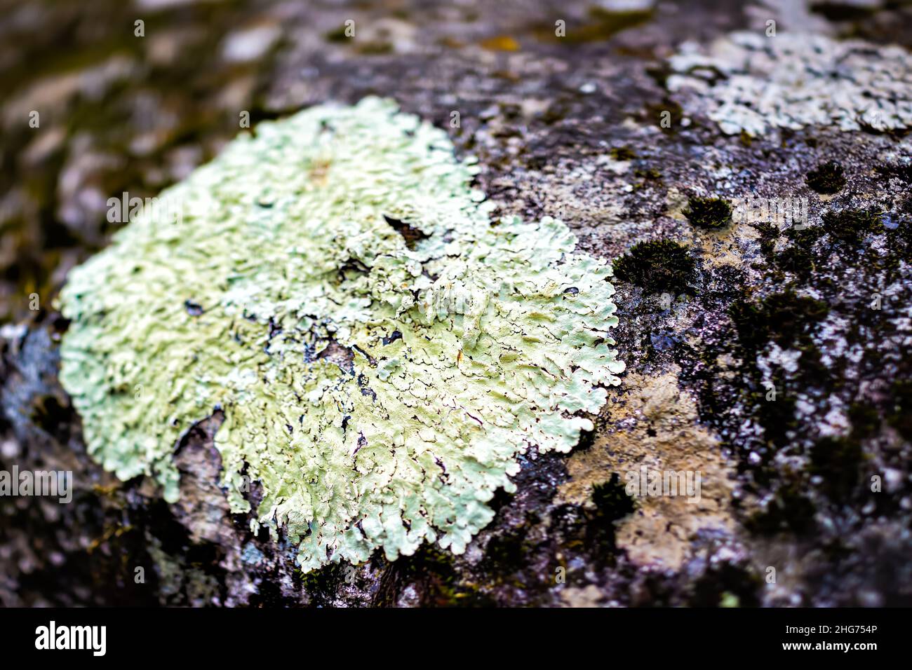Moss town virginia hi-res stock photography and images - Alamy