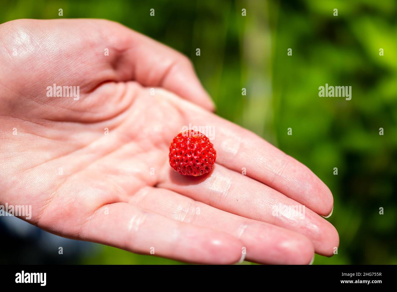 Woman hand closeup holding red wild alpine strawberry picking in North ...