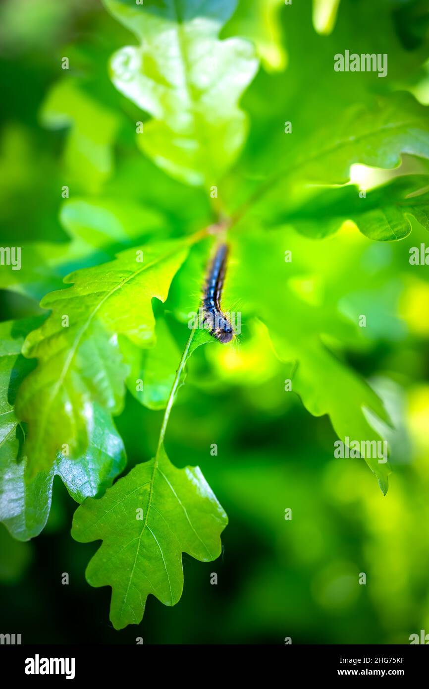 Macro closeup of bright green young oak leaves with caterpillar insect ...