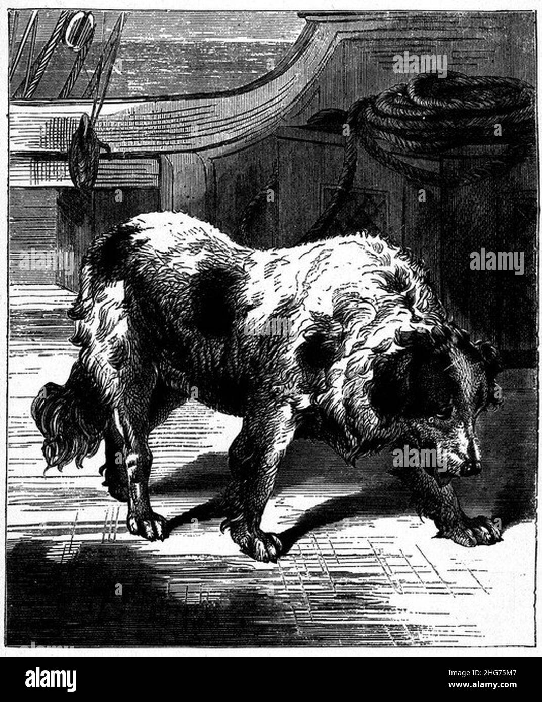 Ships dog hi-res stock photography and images - Alamy