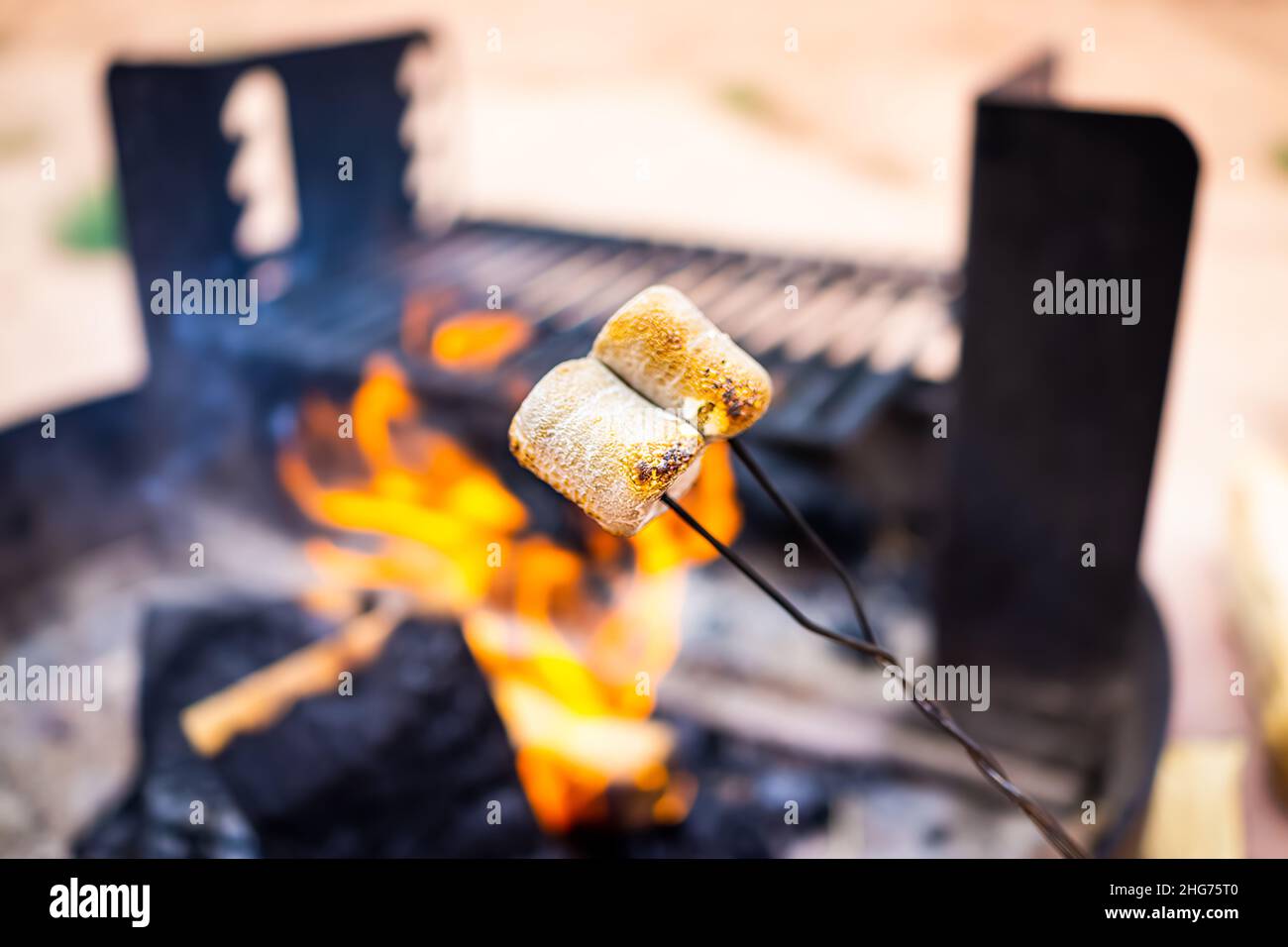 Roasted charred marshmallows smores grilling on sticks by fire in ...