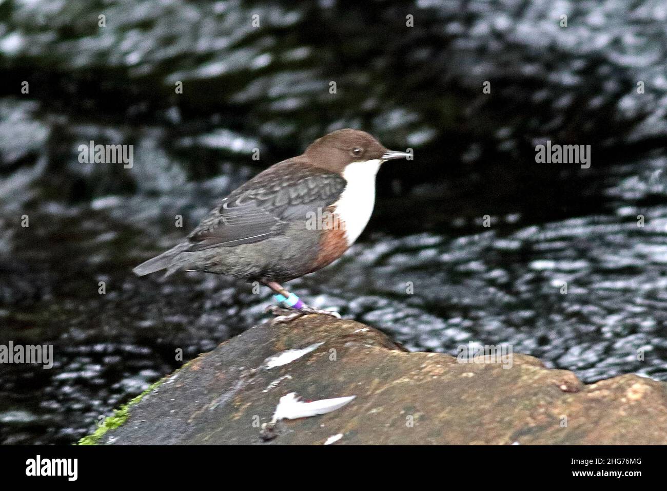 Dipper, White-throated Dipper, European dipper Stock Photo - Alamy