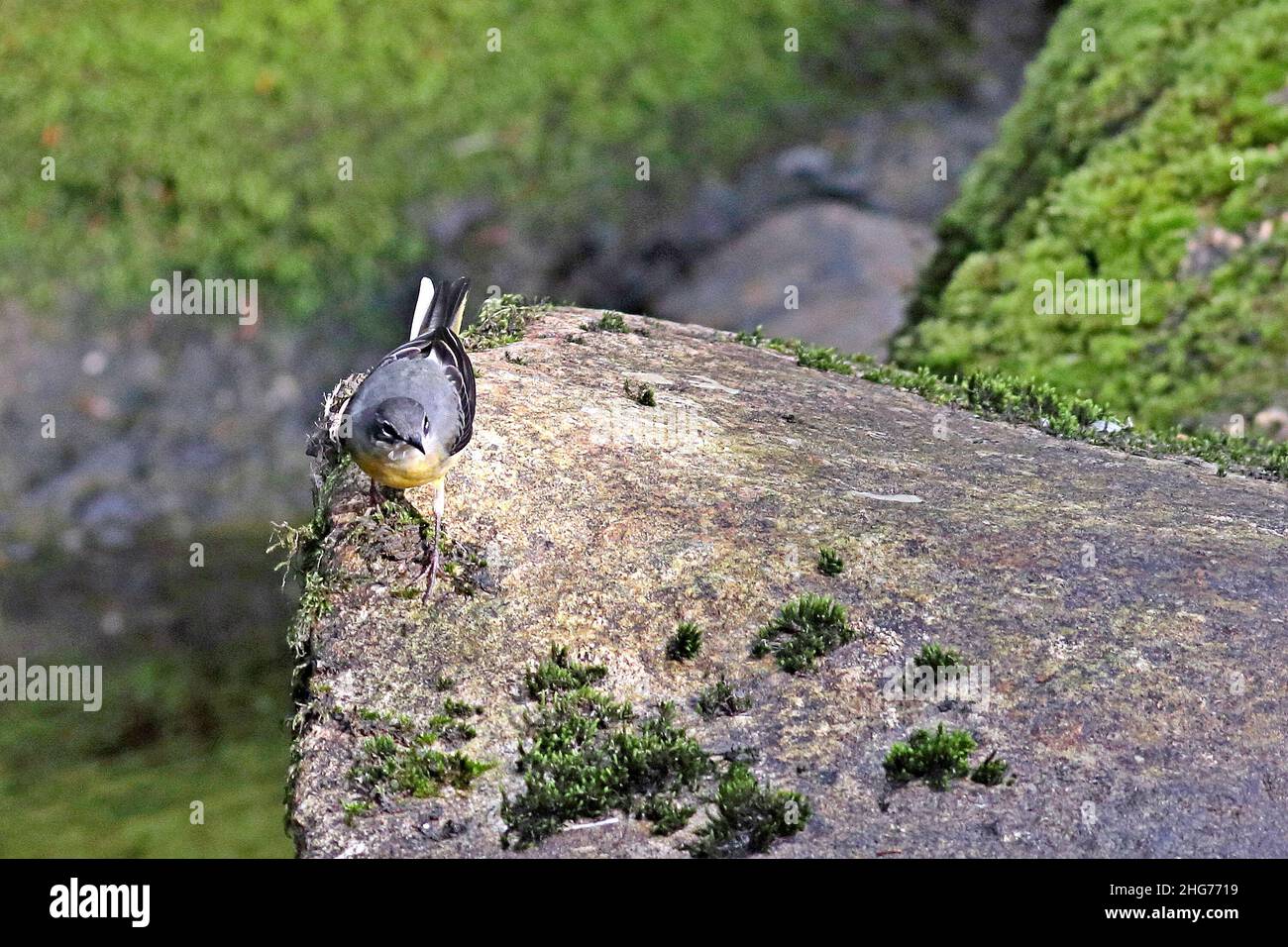 Tail tail wagger hi-res stock photography and images - Alamy