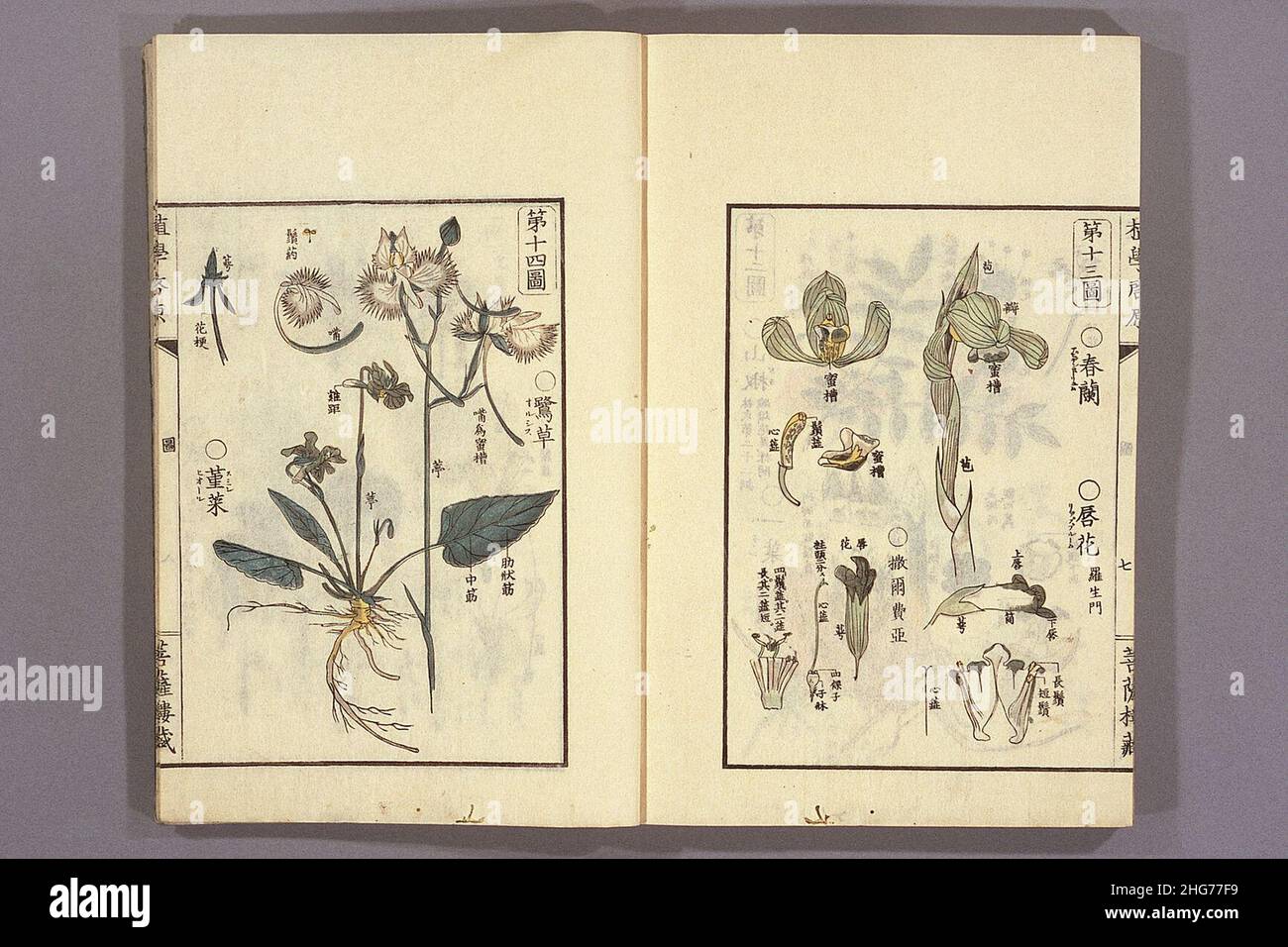 Ihachi hi-res stock photography and images - Alamy