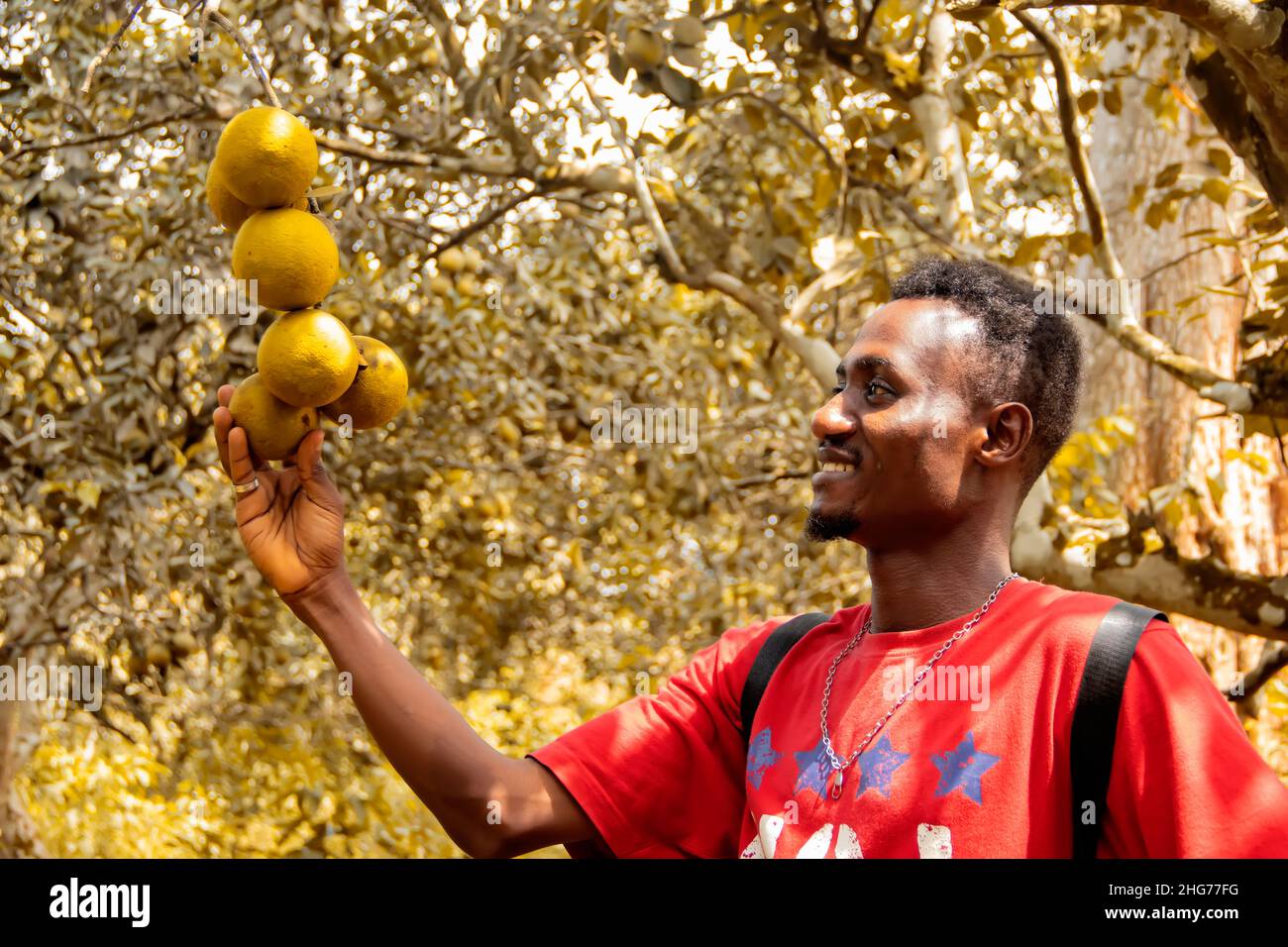 Man plucking orange fruit hi-res stock photography and images - Alamy