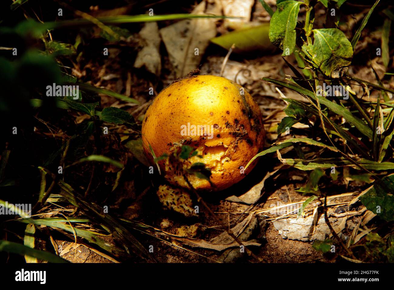 Close up of a Rotten orange fruit with fungus in an orange farm. over ...