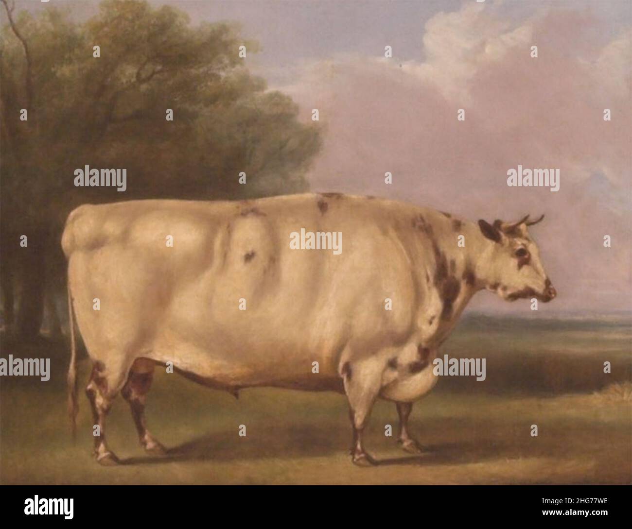 Shorthorn bull hi-res stock photography and images - Alamy