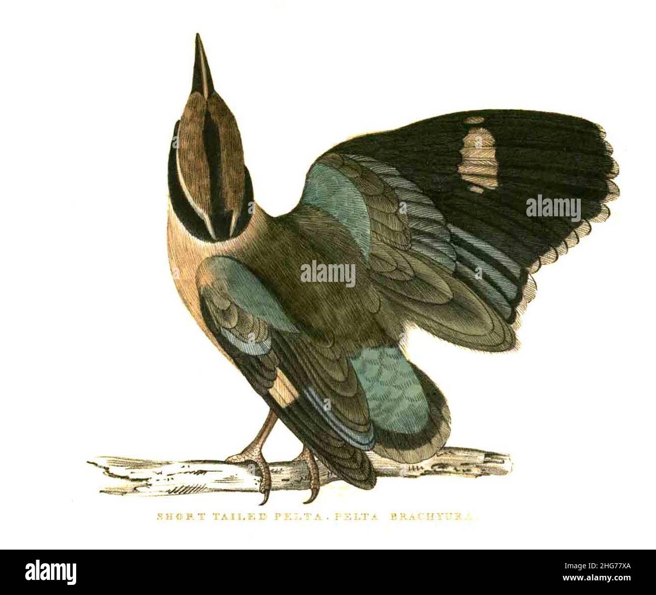 Pelta hi-res stock photography and images - Alamy