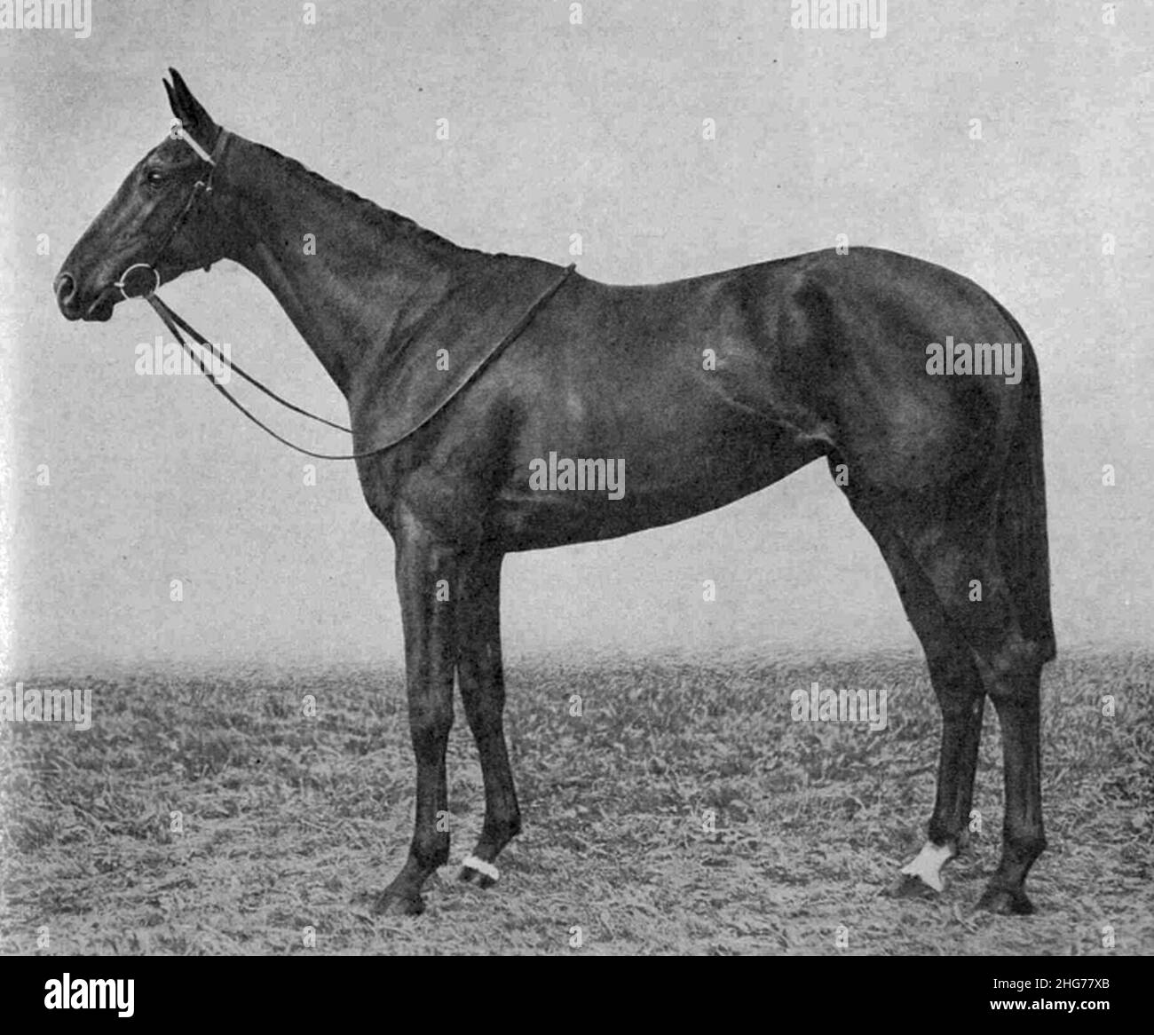 Short story horse hi-res stock photography and images - Alamy